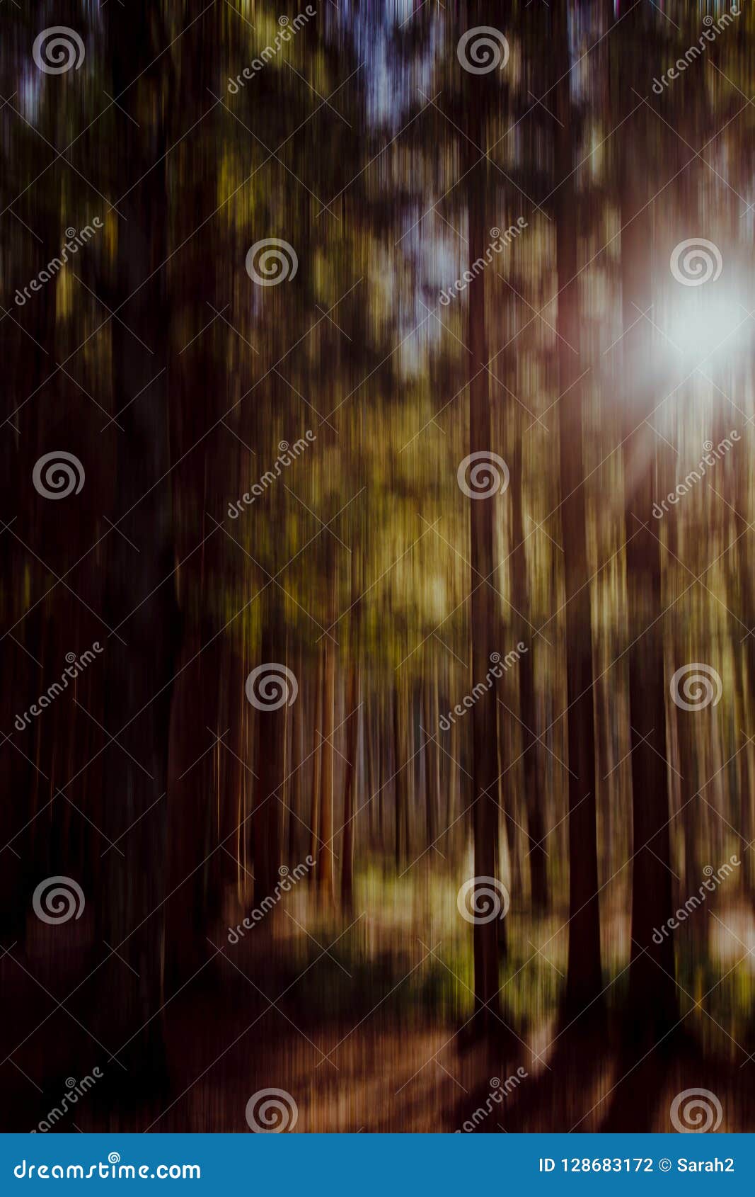 Blurry Trees, Wood, Forest Background. Beautiful Evening, Setting Sun ...