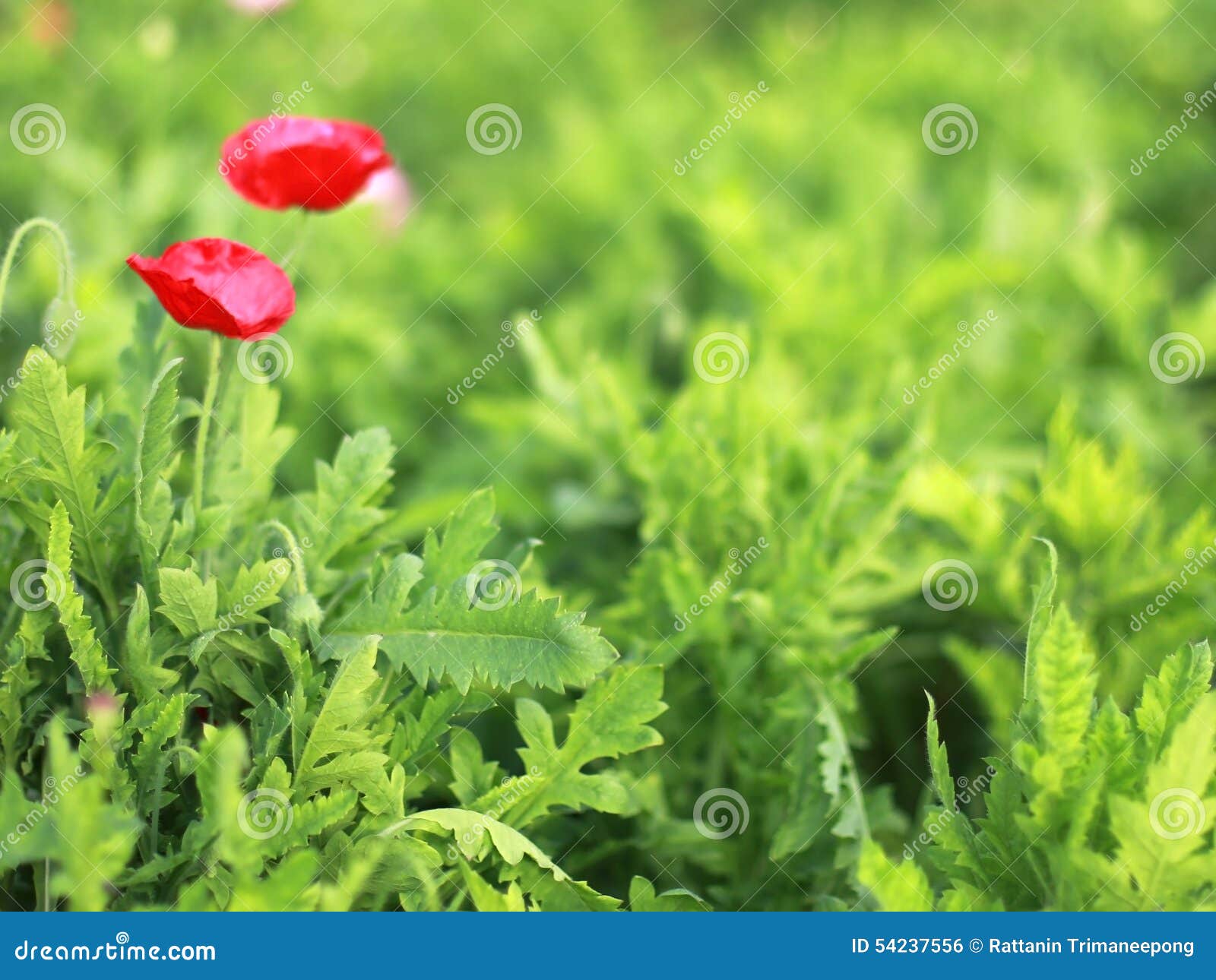 Blury Red Poppy with Green Leaf Stock Photo - Image of soft, branch ...