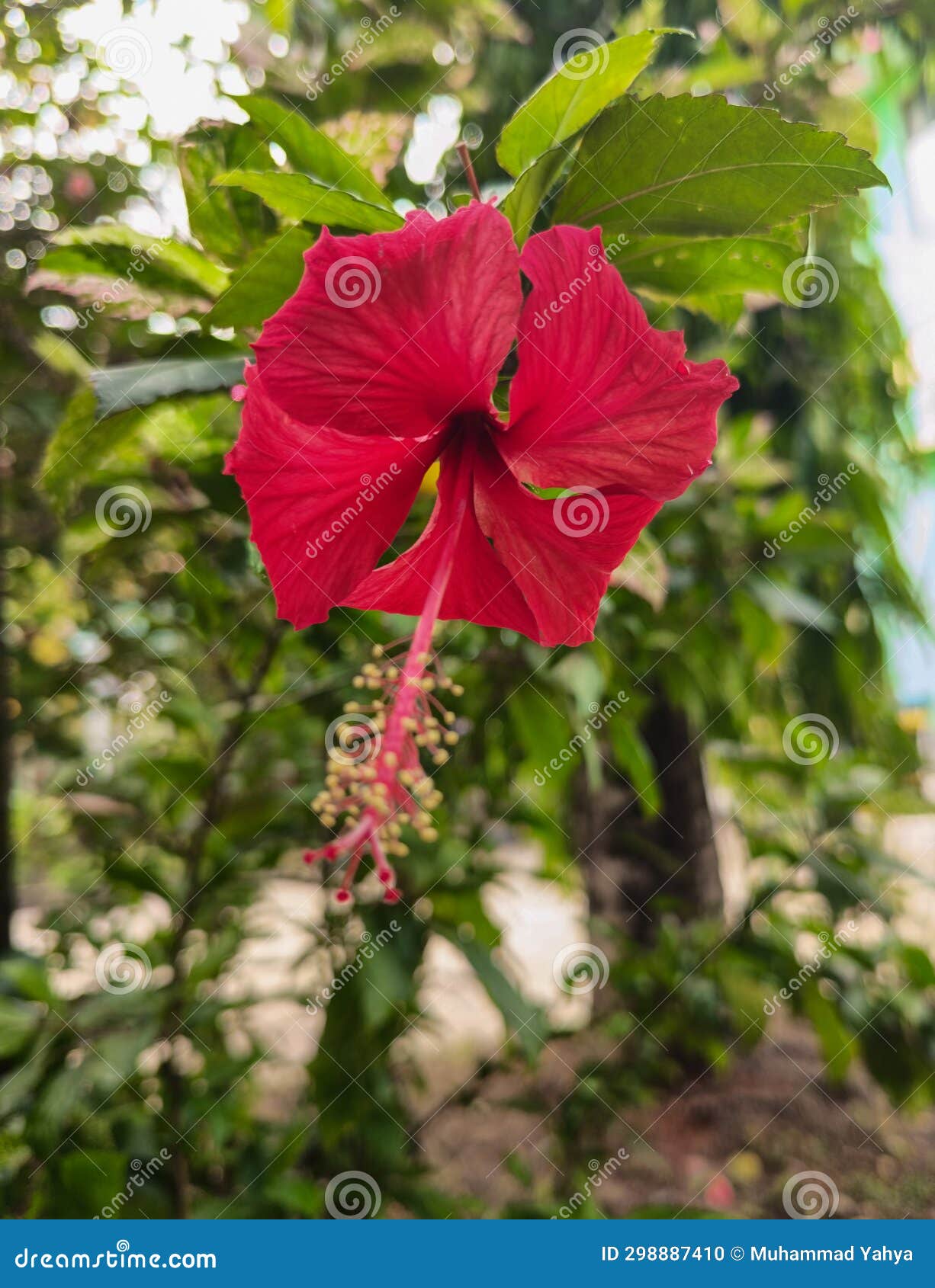 Blush Red Hibiscus with Leaves Stock Photo - Image of blooming, garden: 298887410