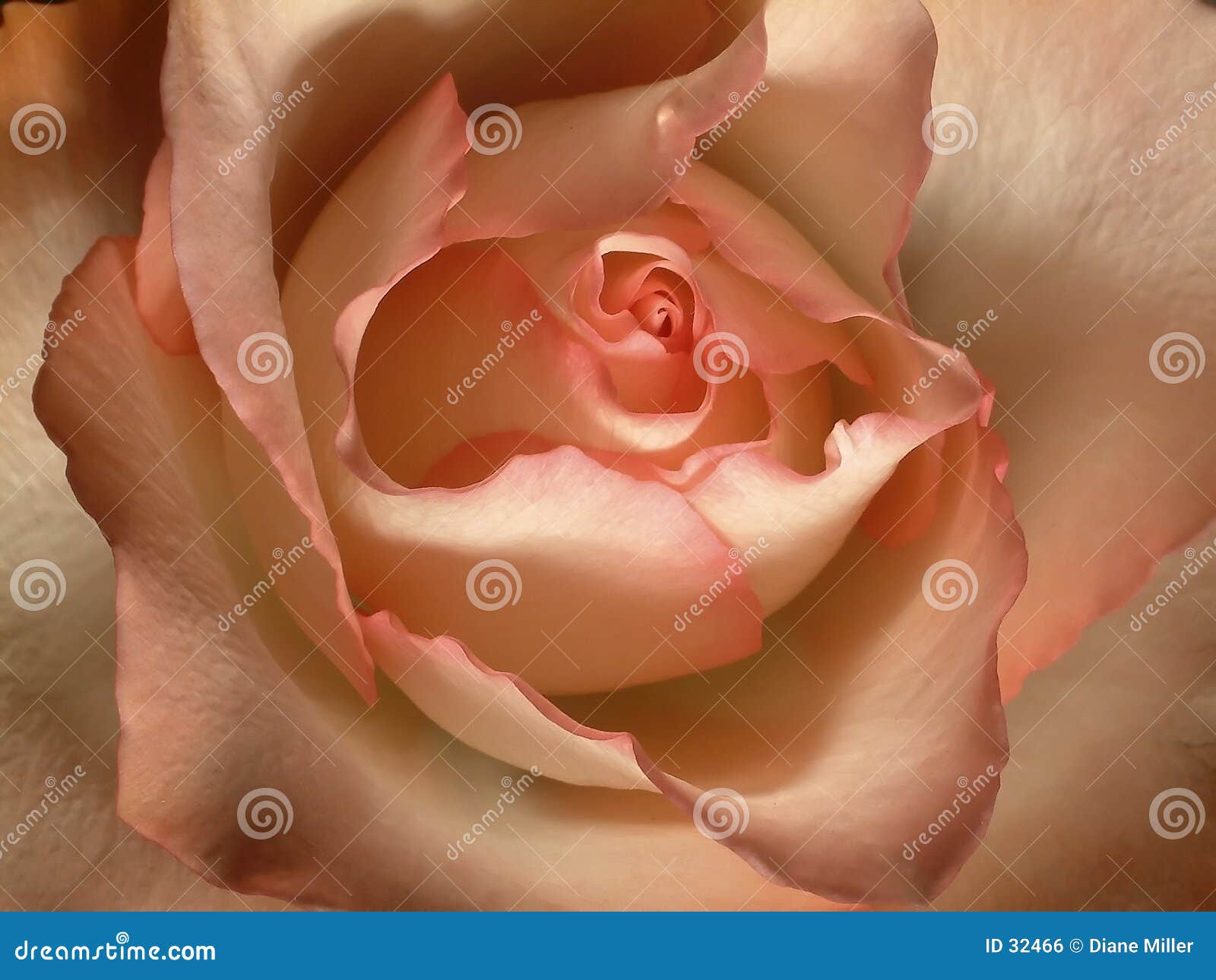Blush rose stock photo. Image of summer, spring, love, delicate - 32466
