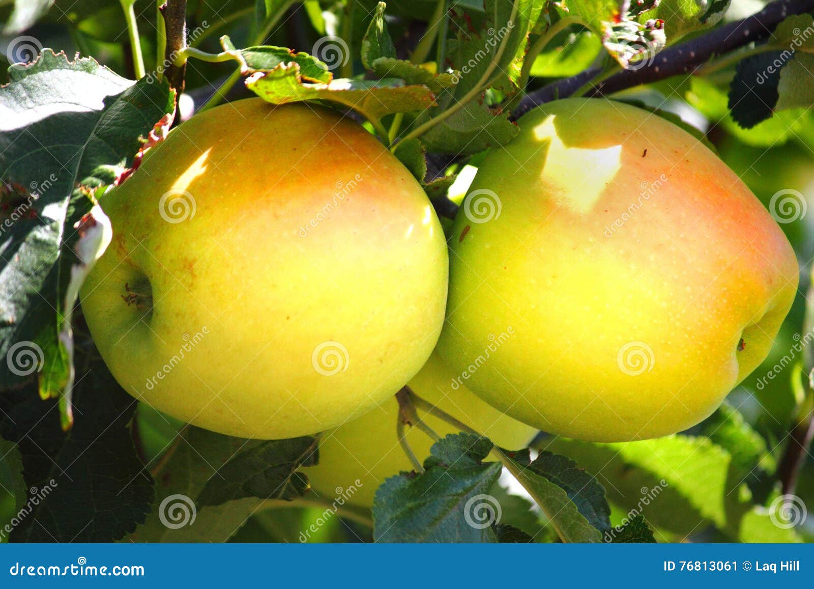 Red And Yellow Apples, Cinnamon On A Sackcloth Background. Stock ...