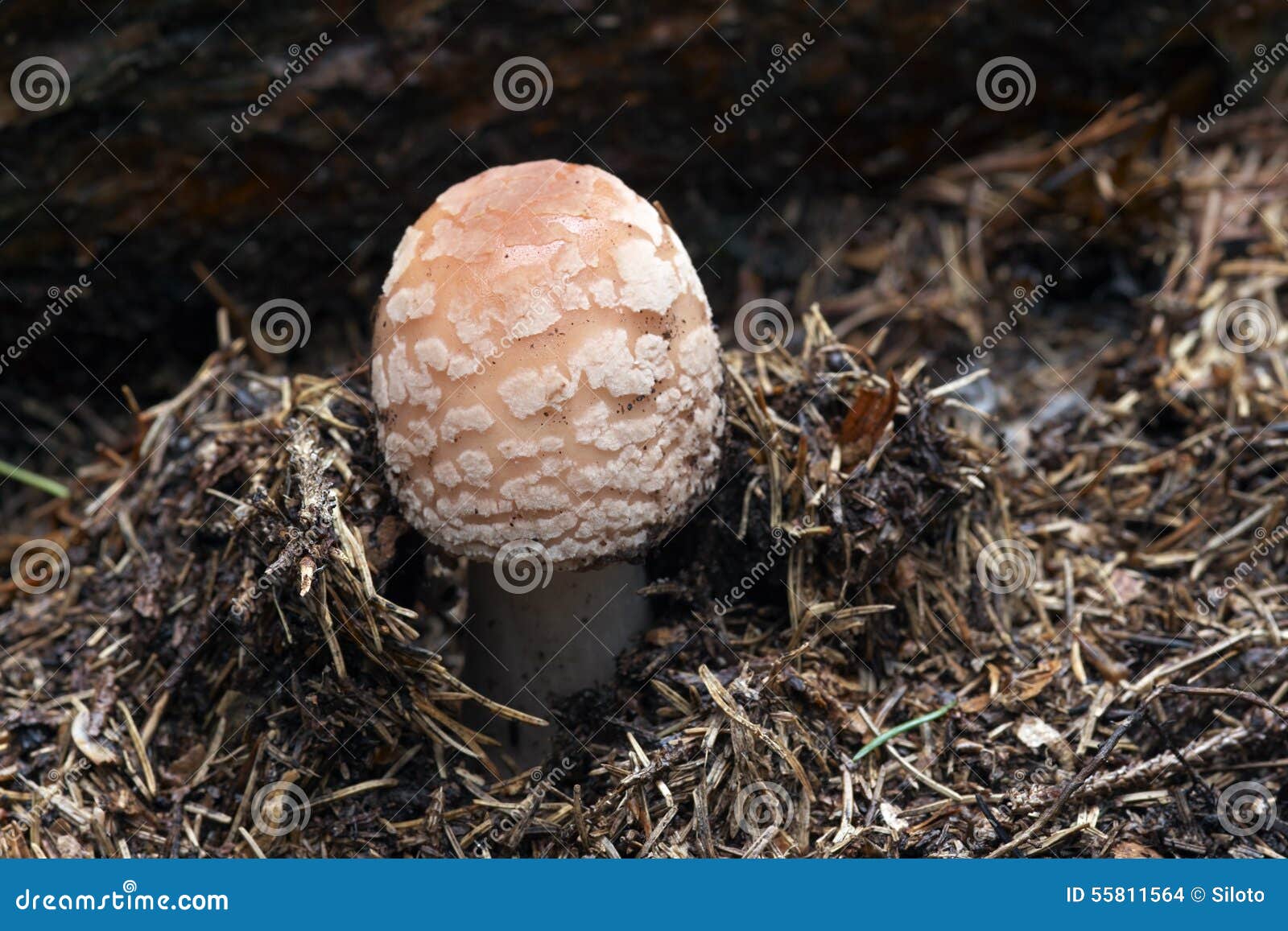 Blusher - Edible Mushroom stock photo. Image of blusher - 55811564