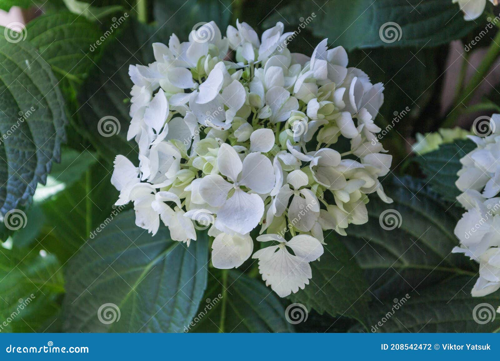 Blushing Bride Endless Summer Mophead. Hydrangea Stock Illustration ...