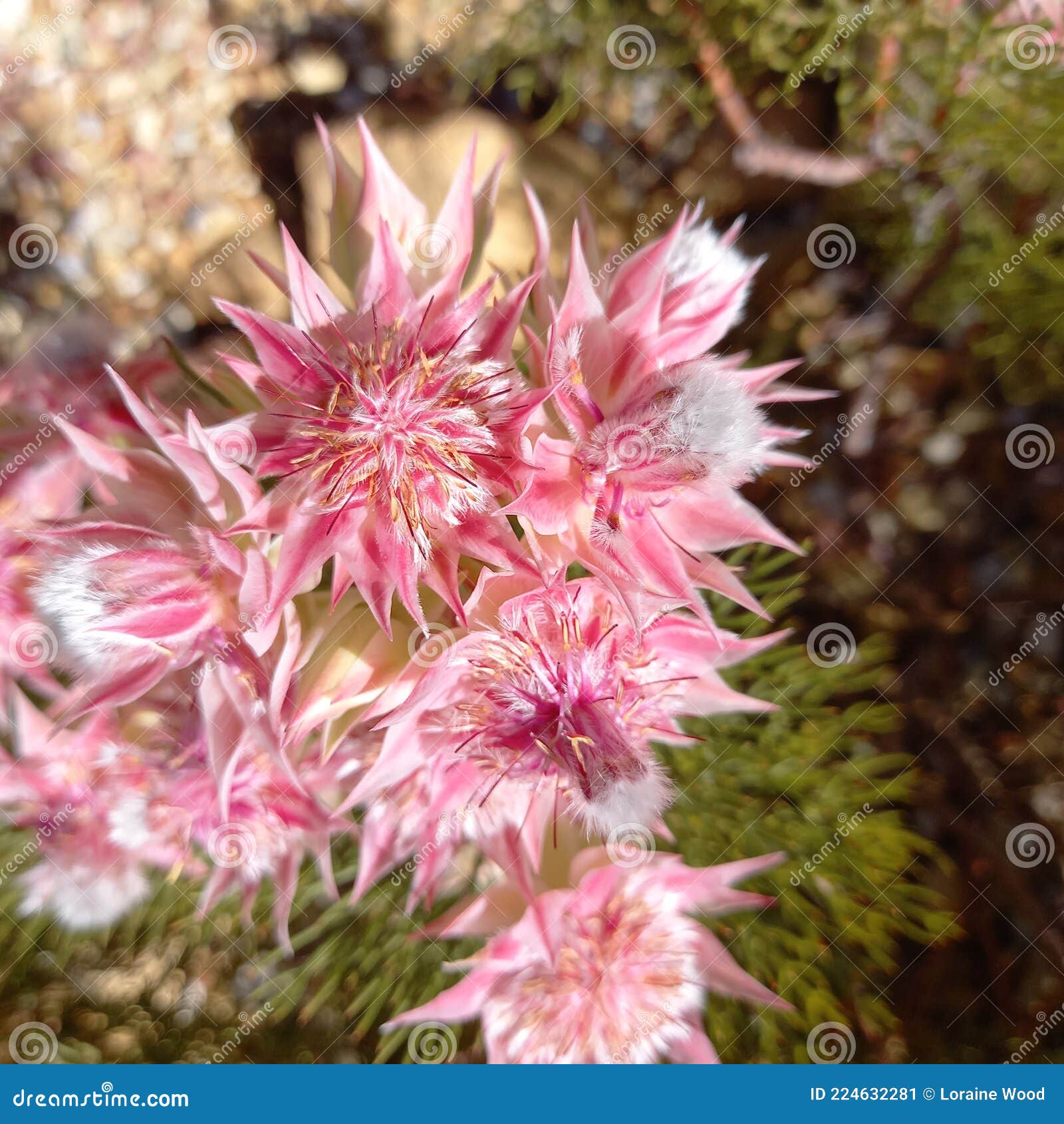 Blushing Bride Garden Pride Stock Image - Image of pink, nature: 224632281