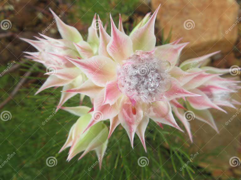 Blushing Bride Protea stock photo. Image of orchid, wildflower - 186364782