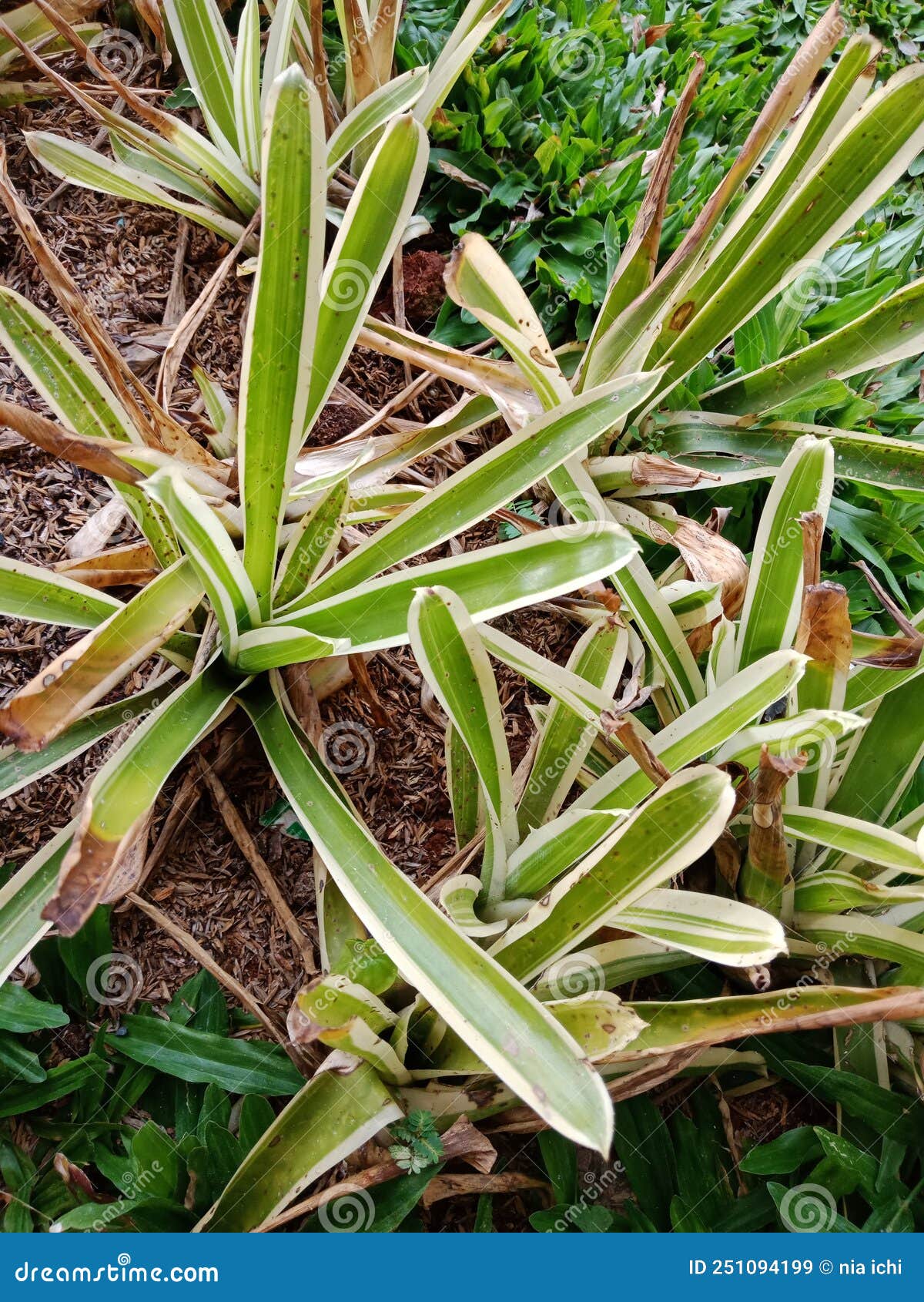 The Blushing Bromeliad (Neoregelia Carolinae) in the Garden Stock Image ...