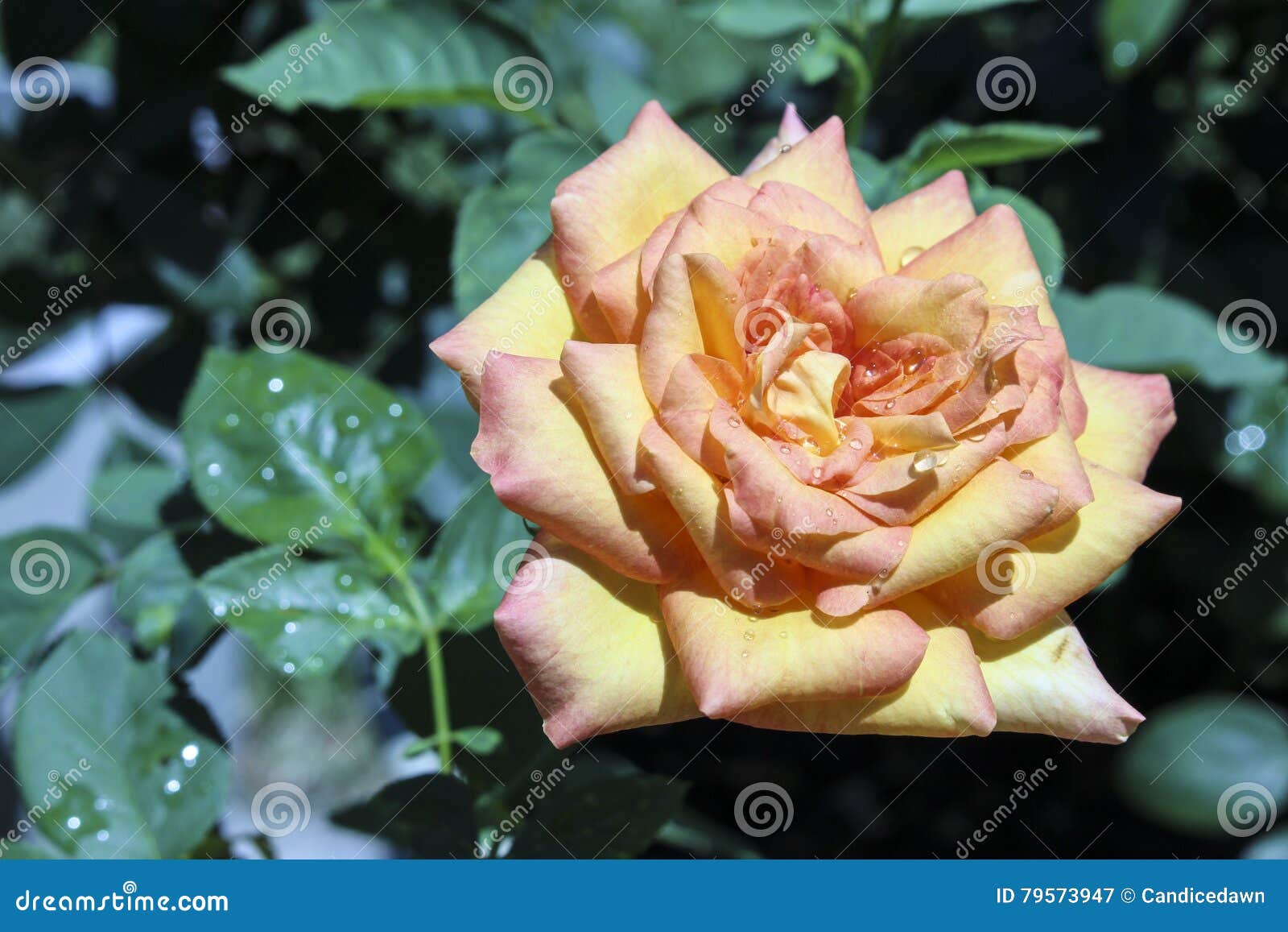 Blushing Yellow Rose stock image. Image of flower, outdoors - 79573947