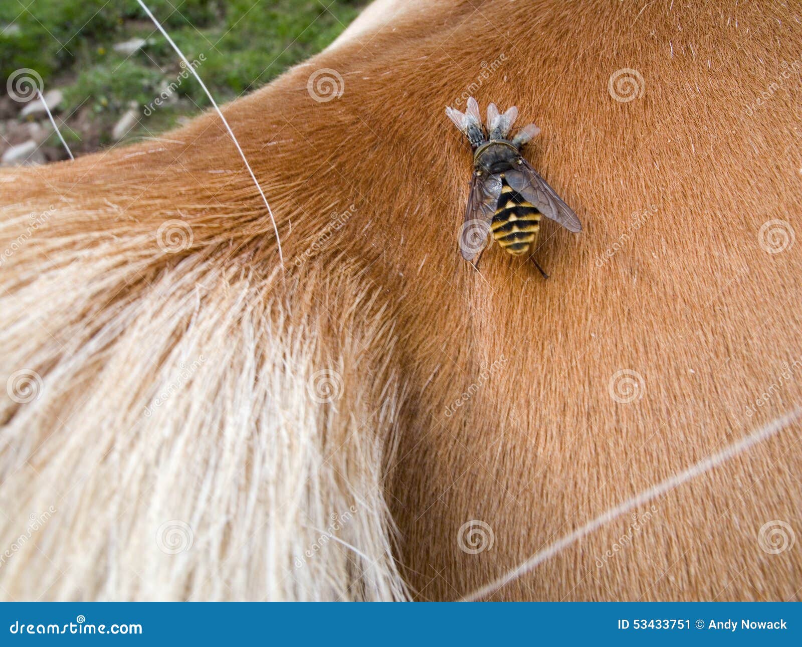 Blut-Saugen Von Insekten Auf Pferd Stockbild - Bild von insekt, pferd ...
