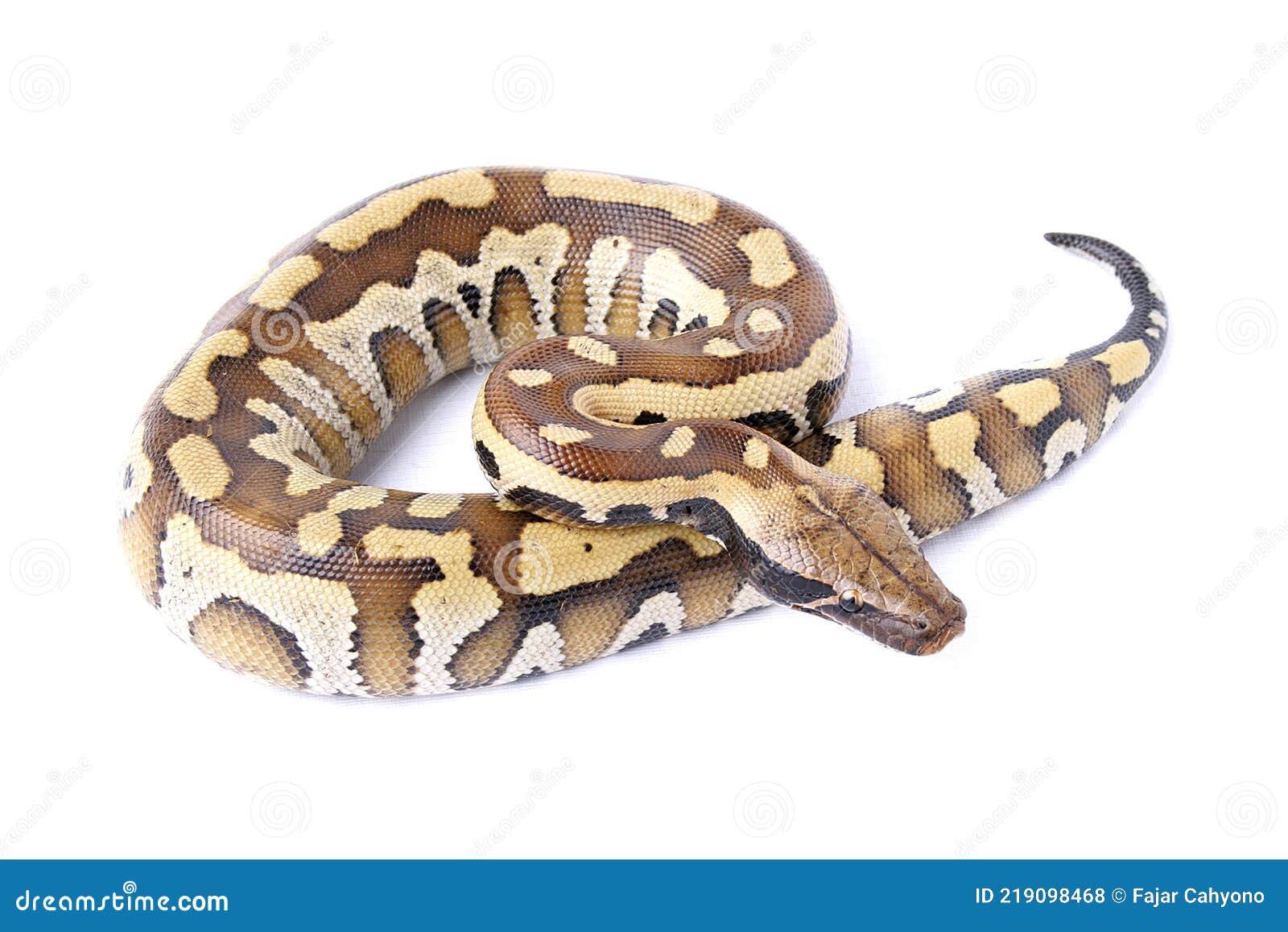 Blutcurtus Sumatran Kurzschwanzpythonschlange Stockfoto - Bild von beige, amphibie: 219098468