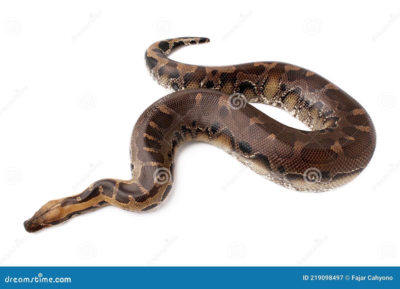 Blutcurtus Sumatran Kurzschwanzpythonschlange Stockbild - Bild von boden, natürlichkeit: 219098497