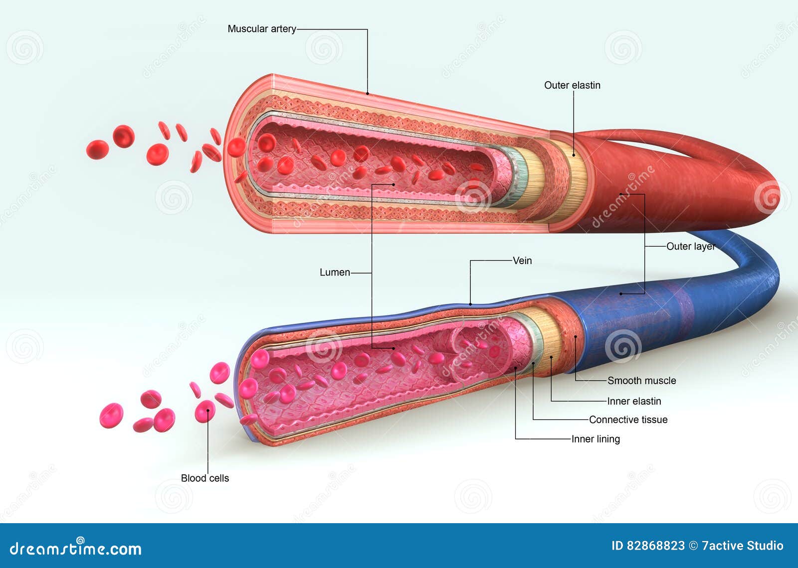Blutgefäße stock abbildung. Illustration von kapillaren - 82868823