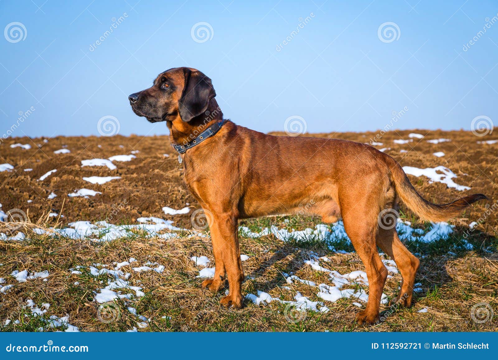 Bluthund Steht Auf Einem Schneebedeckten Feld Stockbild - Bild von ...