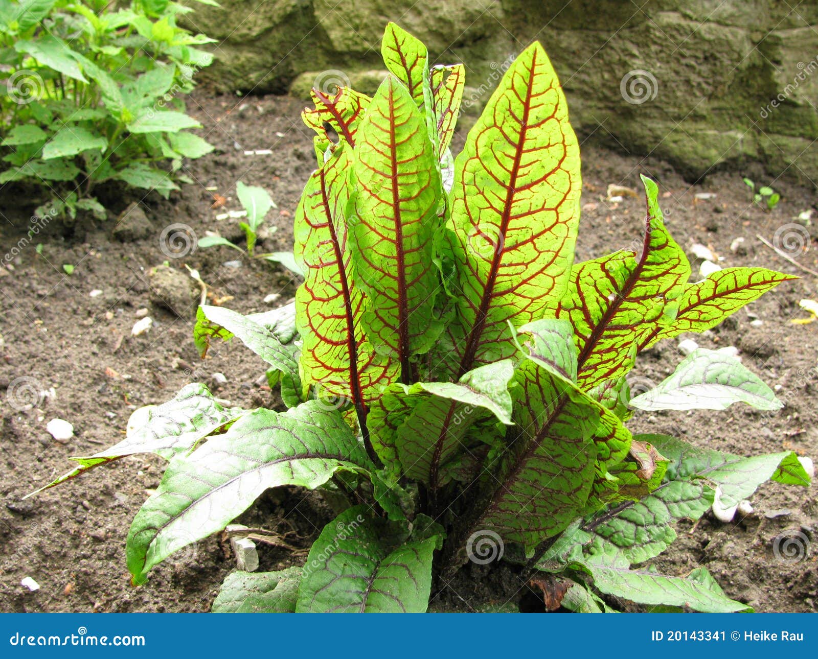 Blutsauerampfer, Rumex Sanguineus Stockbild - Bild von buchweizen ...
