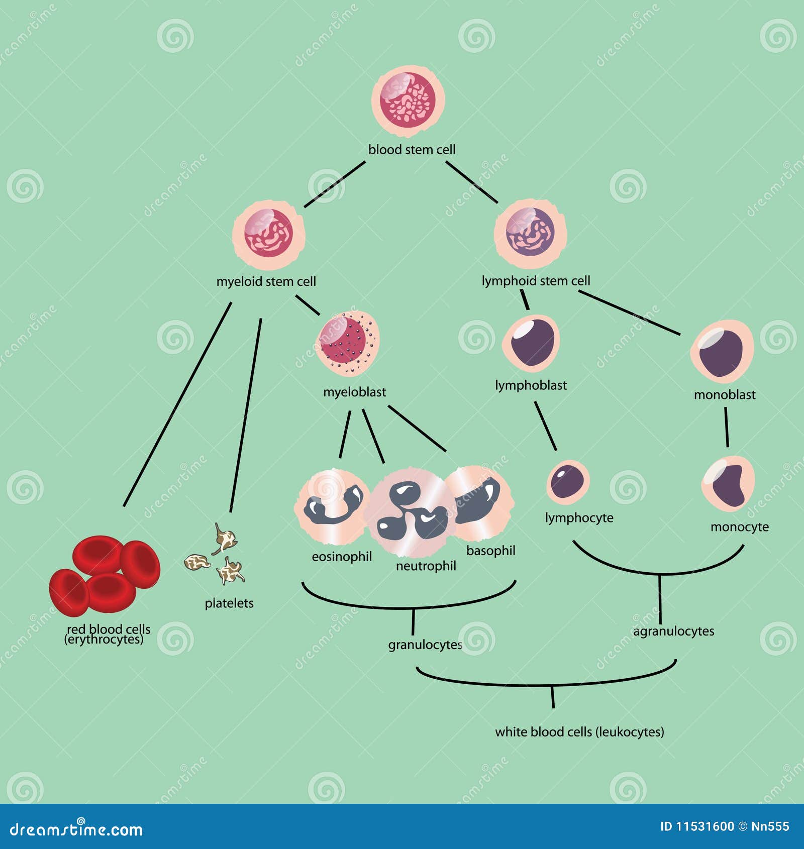 Blutzellen vektor abbildung. Illustration von mikrobe - 11531600