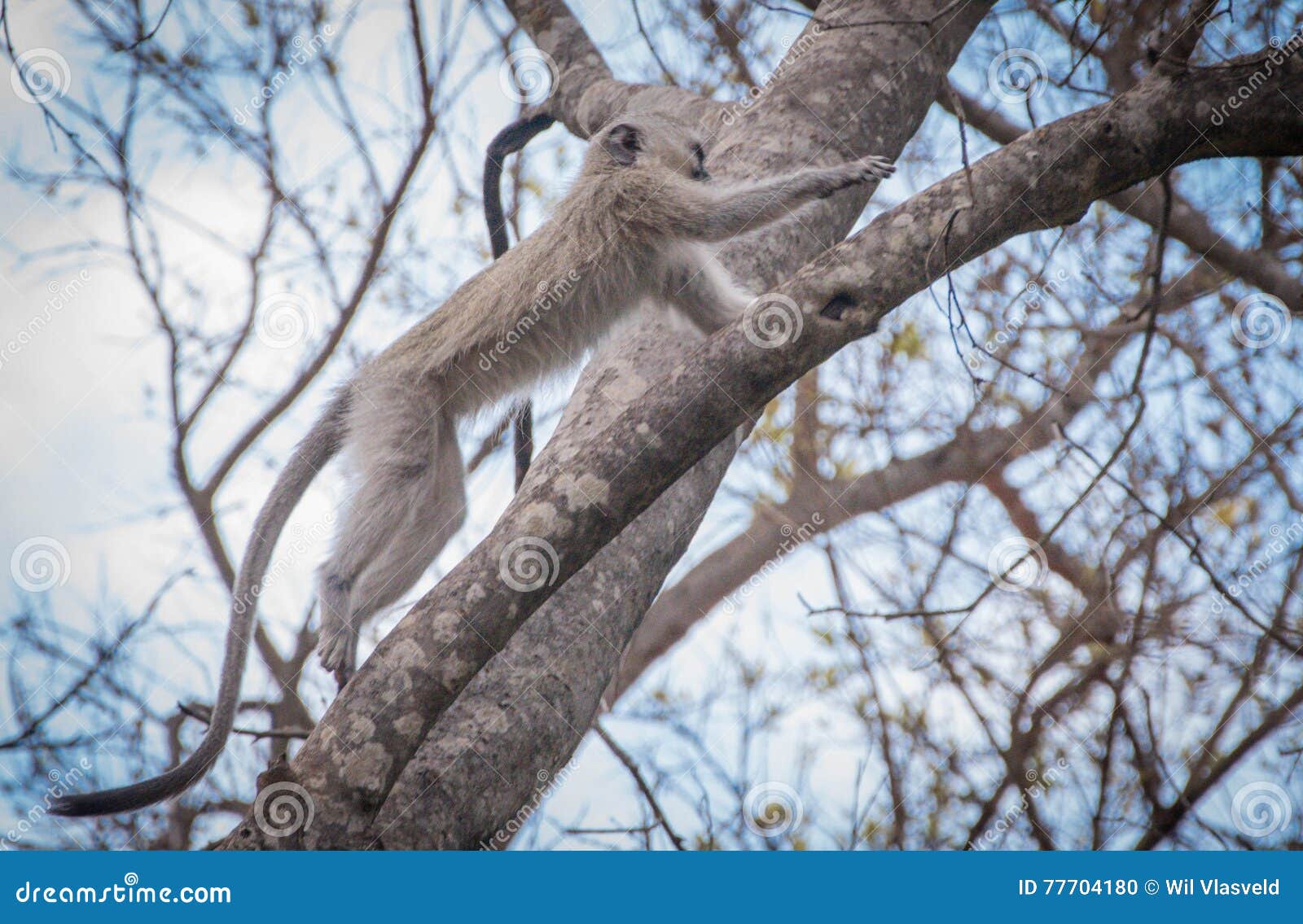 Jumping Monkey Royalty-Free Stock Image | CartoonDealer.com #92447938