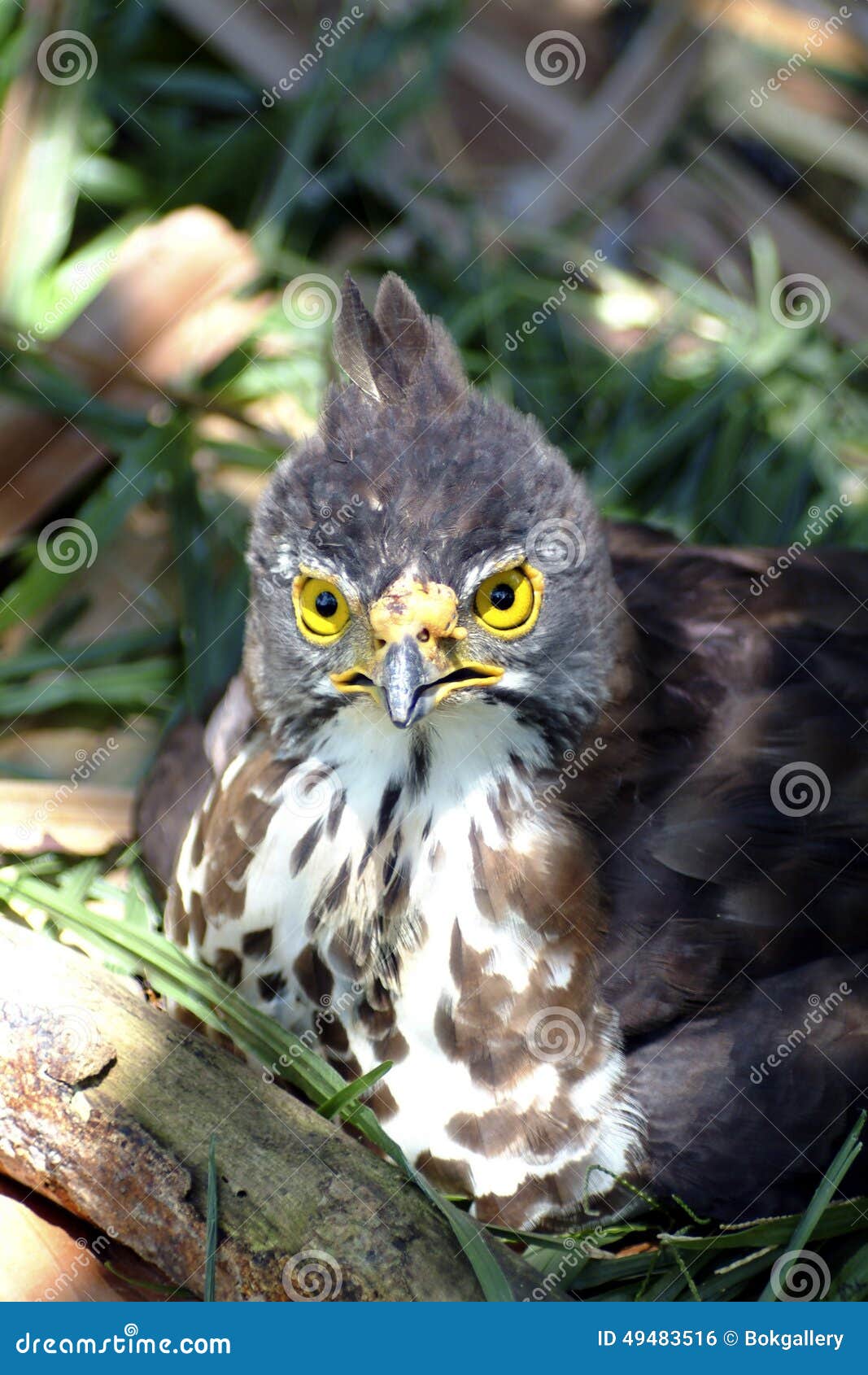 Blyth s Hawk Eagle stock photo. Image of wildlife, vertical - 49483516