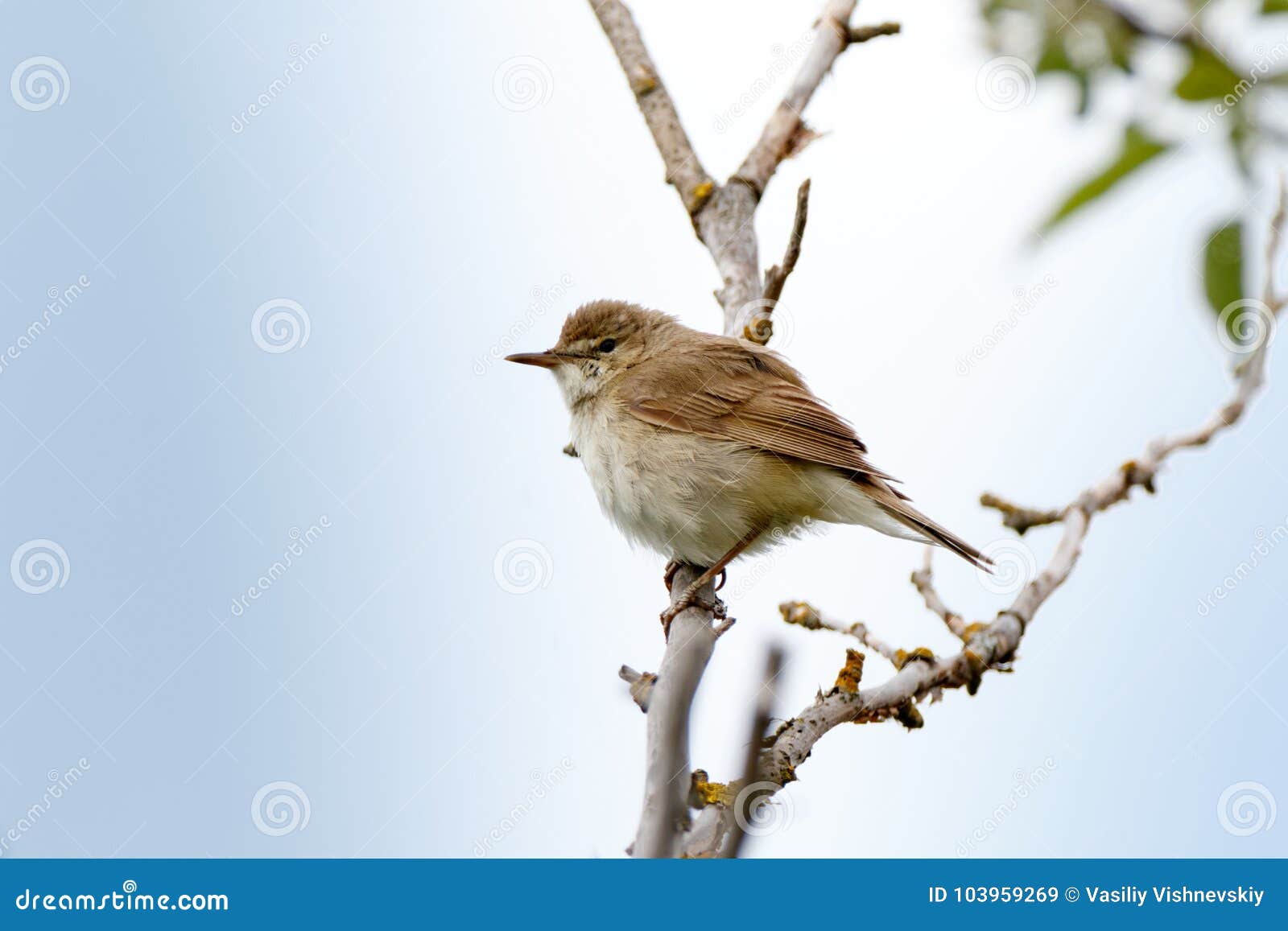 Blyth` S Reed Warbler Acrocephalus Dumetorum Stock Afbeelding - Image ...