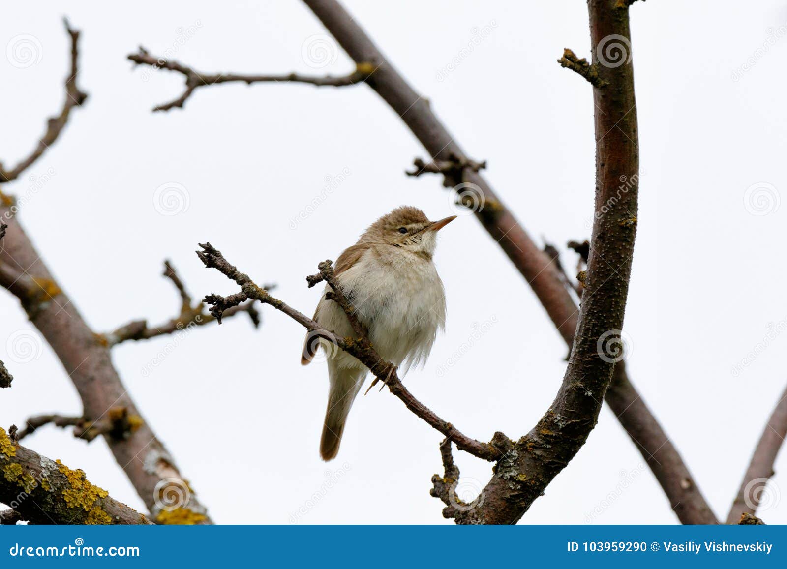 Blyth` S Reed Warbler Acrocephalus Dumetorum Stock Foto - Image of rijp ...