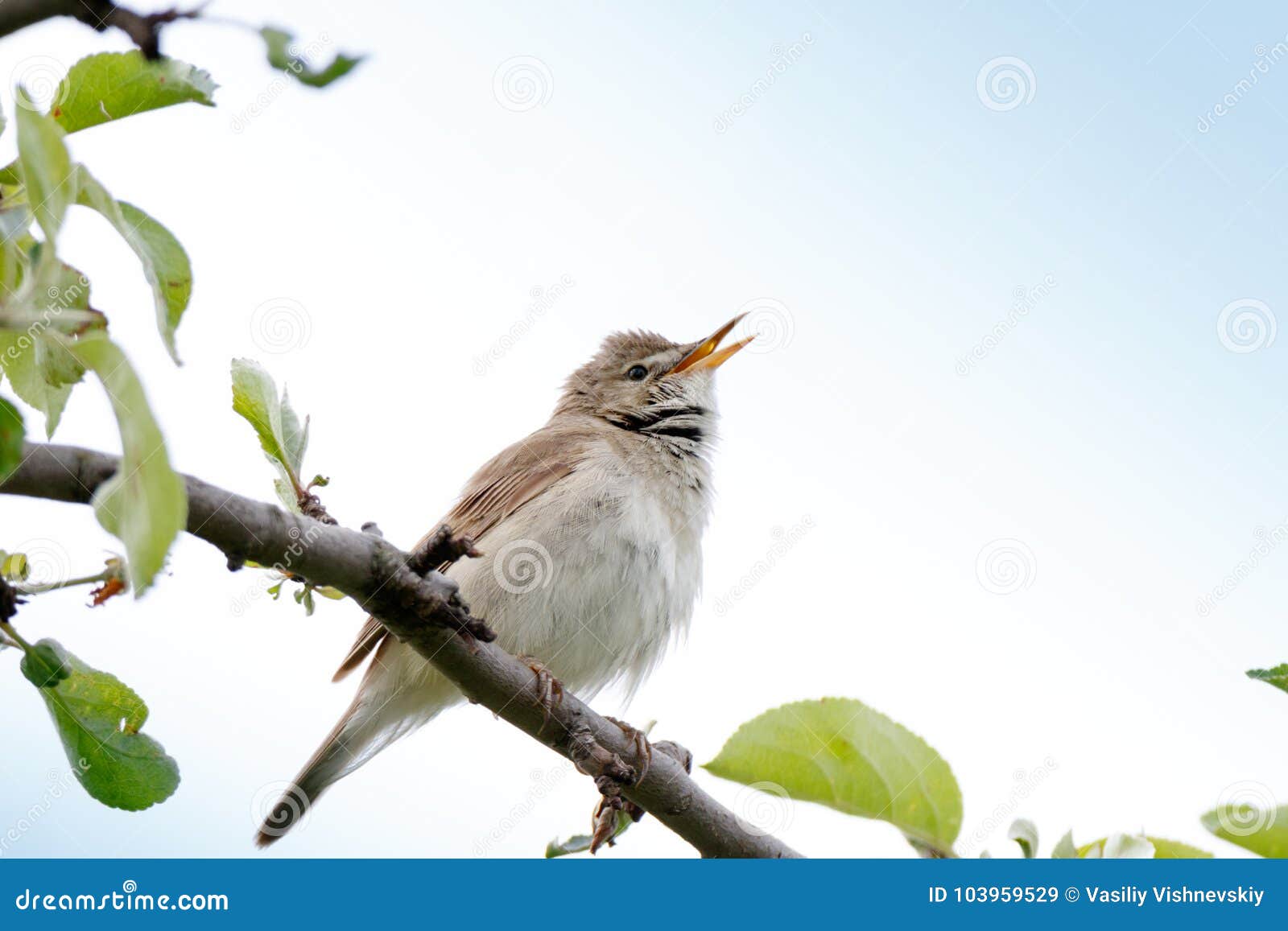 Blyth-` S Reed Warbler Acrocephalus Dumetorum Stockbild - Bild von baum ...