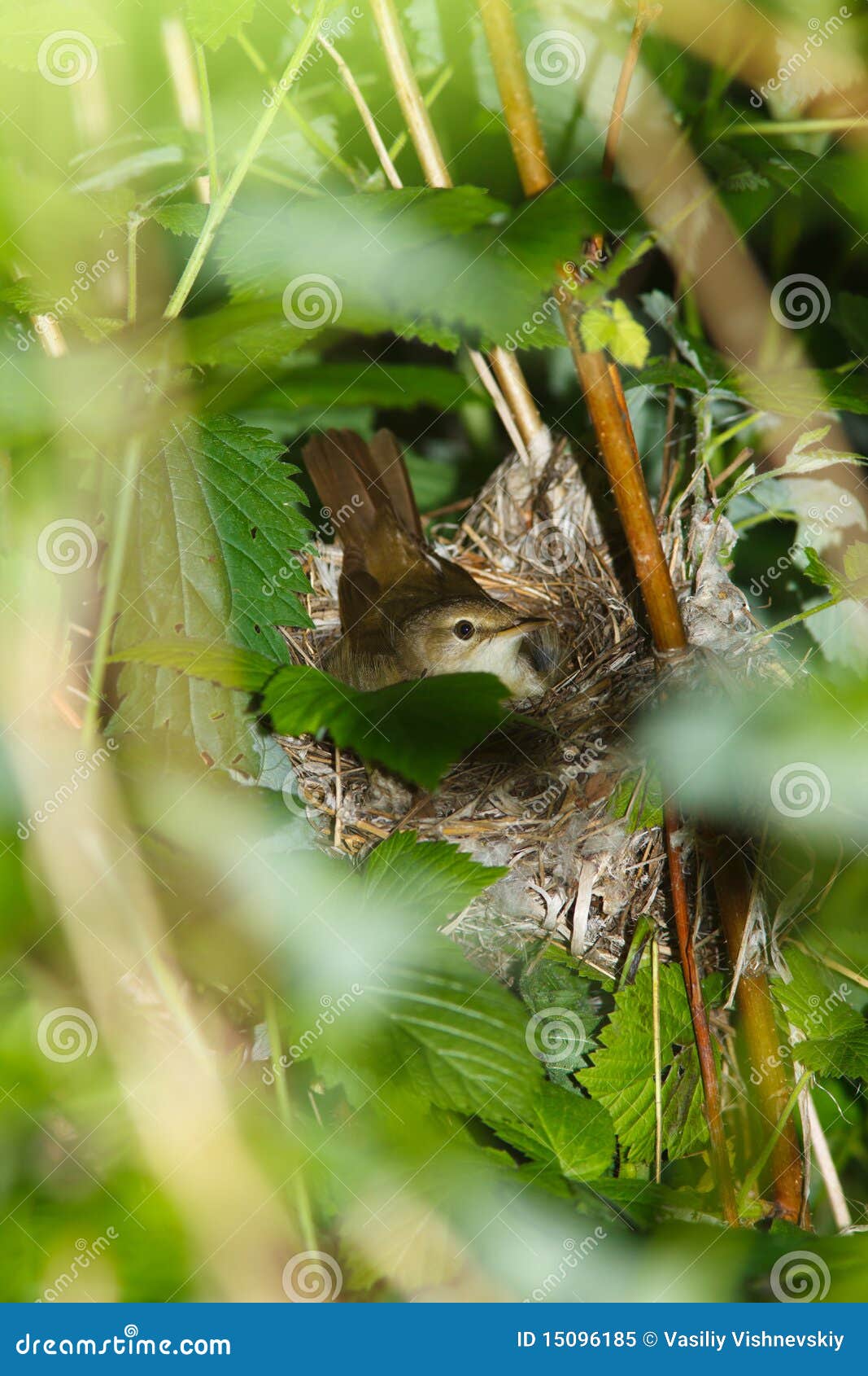 Blyth S Reed Warbler , Acrocephalus Dumetorum Stock Image - Image of ...