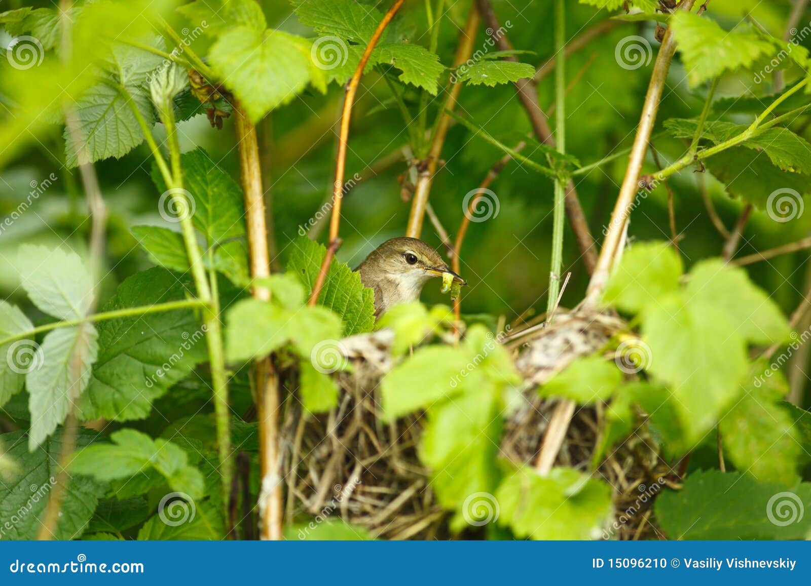 Blyth S Reed Warbler , Acrocephalus Dumetorum Stock Photo - Image of ...