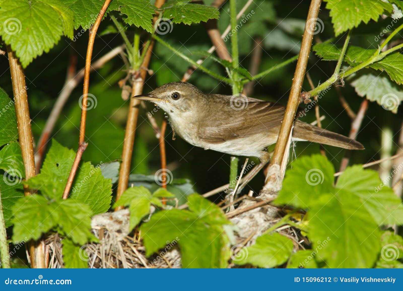 Blyth S Reed Warbler , Acrocephalus Dumetorum Stock Photo - Image of ...