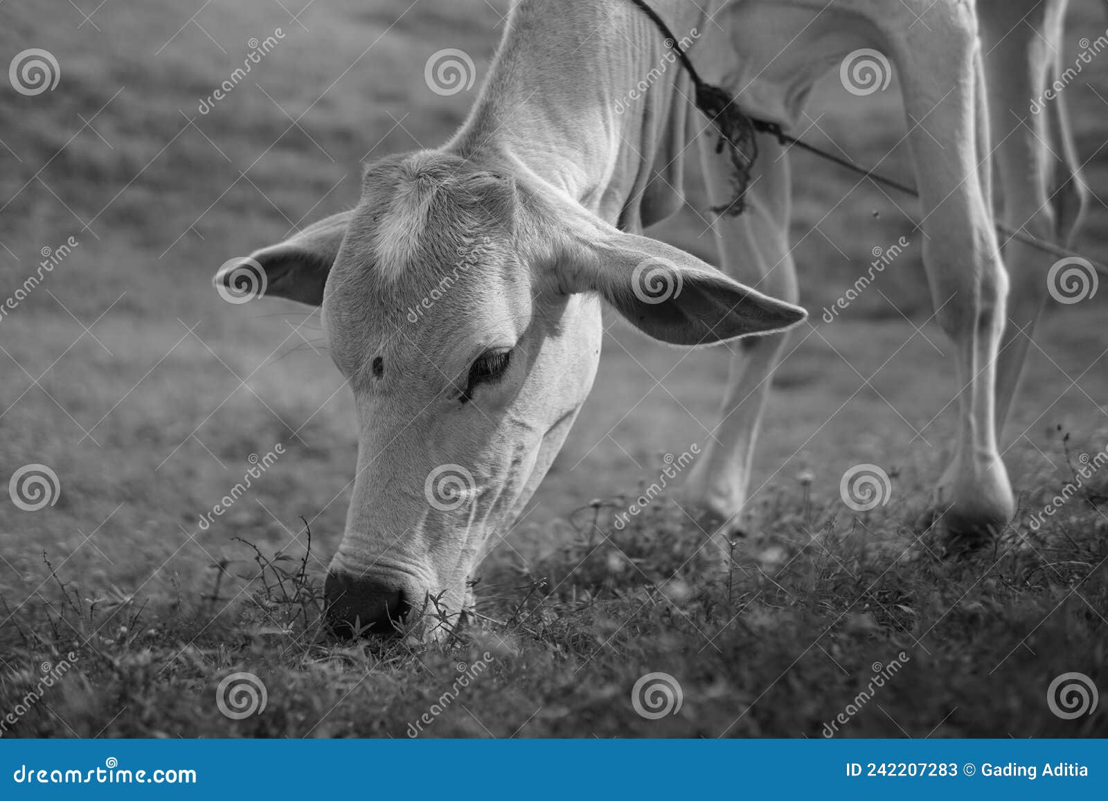 Bnw cow animal stock image. Image of black, horse, animal - 242207283