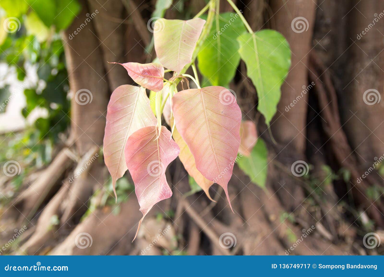 Bo leaf stock image. Image of food, healthy, fresh, autumn - 136749717