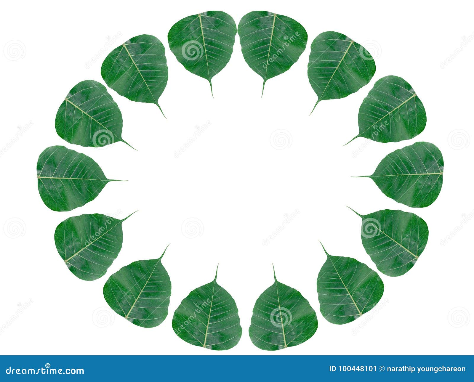 Bo leaf frame isolated stock image. Image of bodhi, natural - 100448101