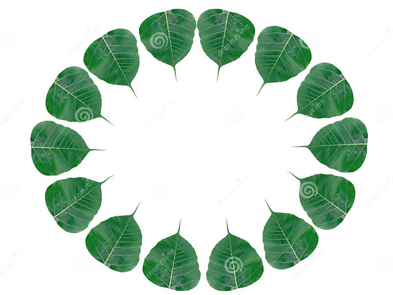 Bo leaf frame isolated stock image. Image of bodhi, natural - 100448101