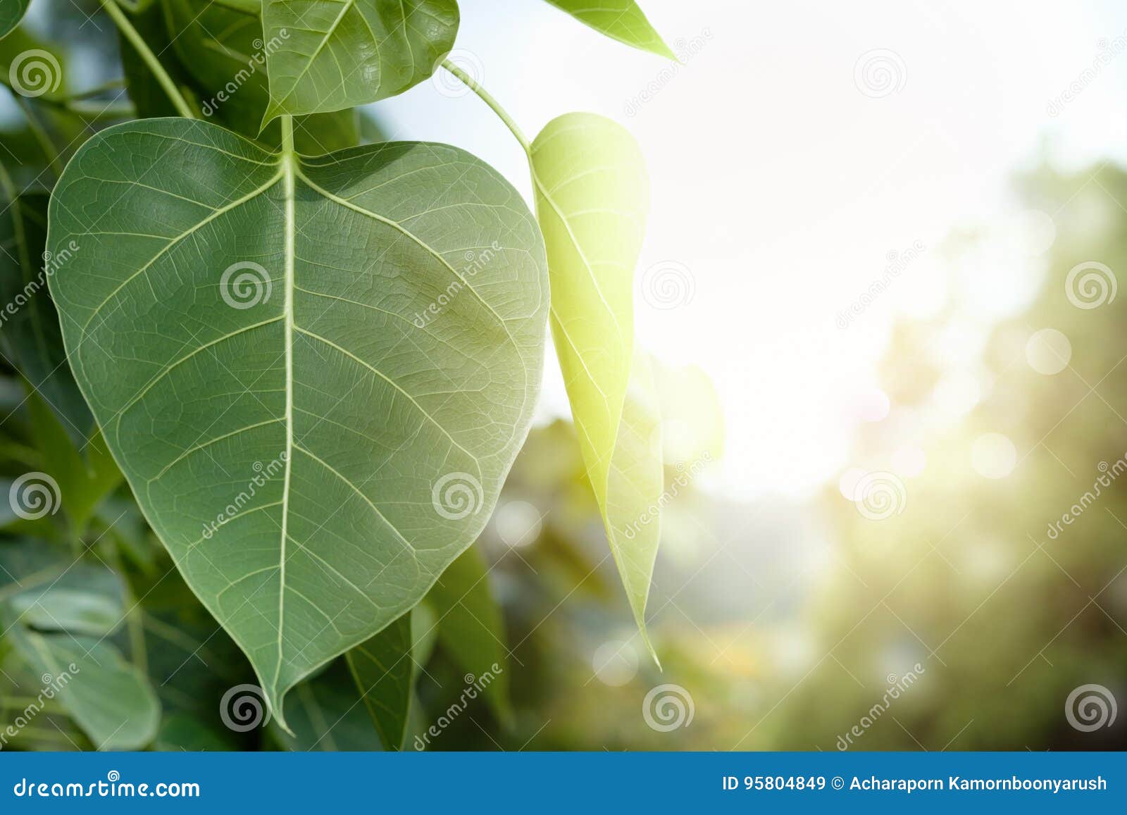 Bo leaf stock image. Image of design, concept, nature - 95804849