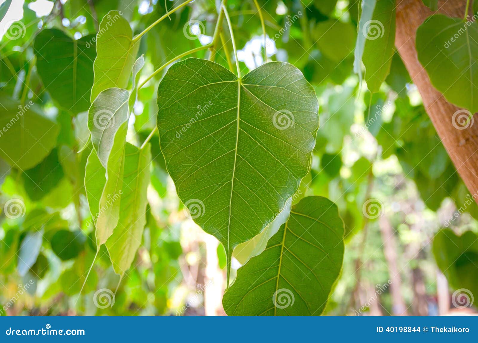 Bo leaf stock photo. Image of botany, growth, decor, leaf - 40198844