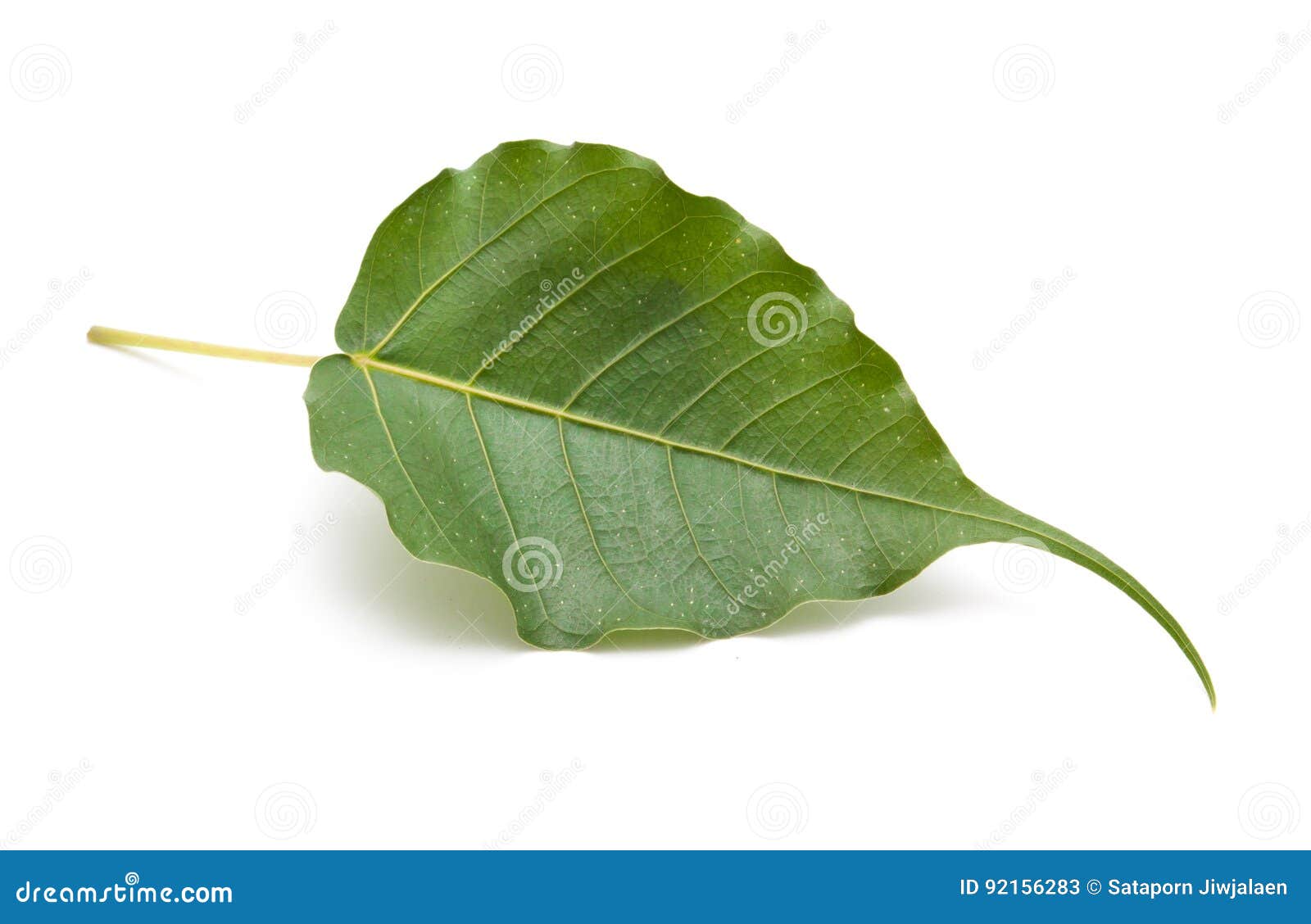 Bo leaf isolated stock image. Image of floral, leaf, plant - 92156283