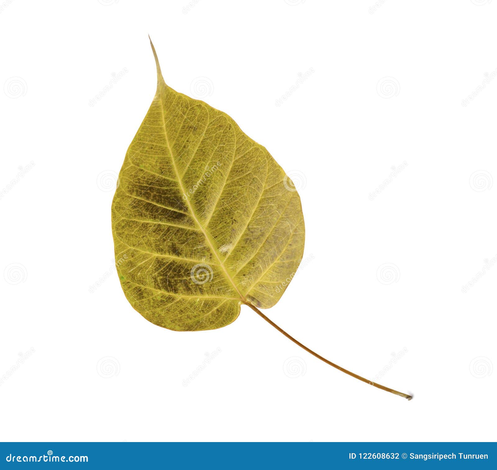 Bo Leaf Isolated on White Background Stock Photo - Image of plant ...
