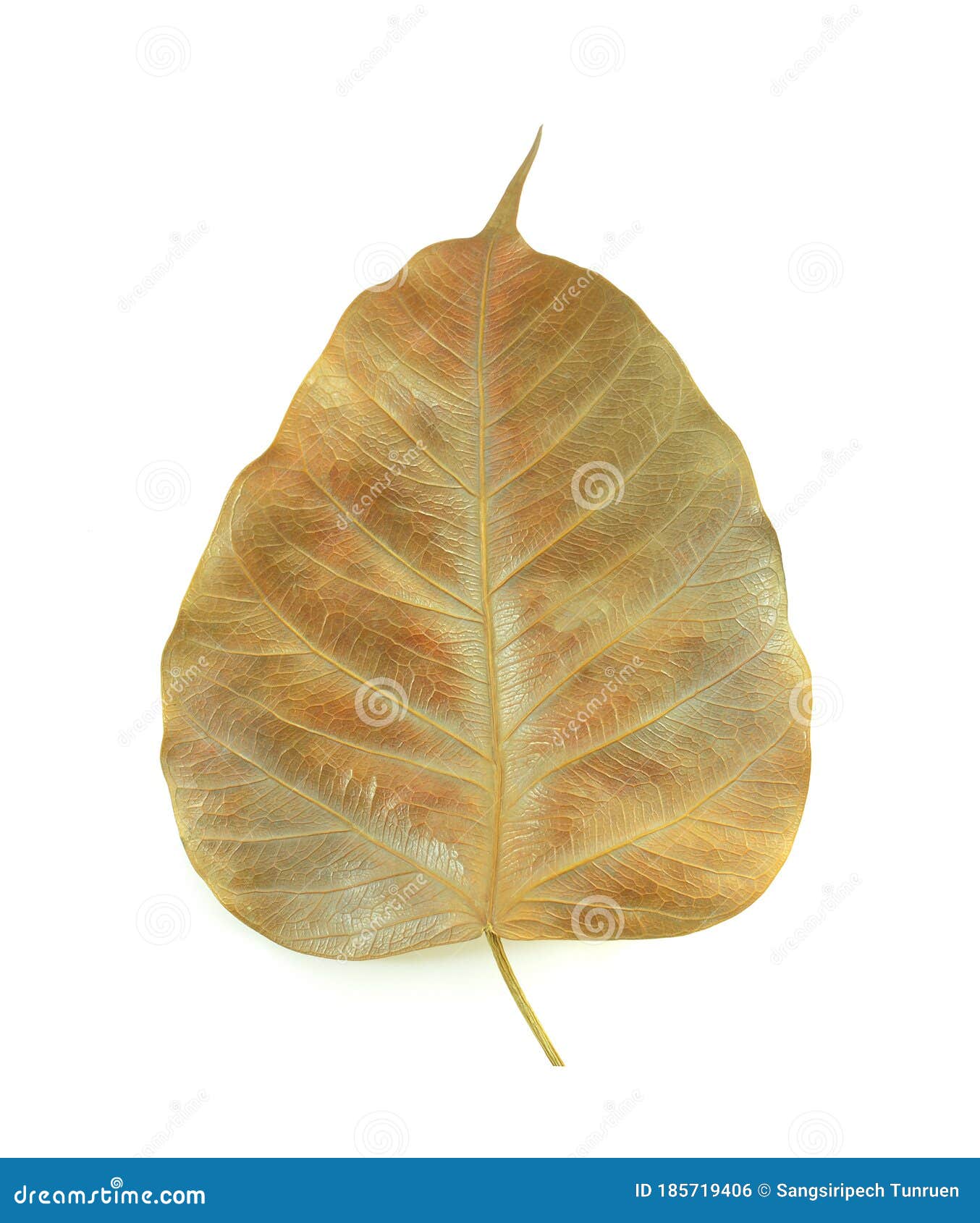 Bo Leaf Isolated on White Background Stock Photo - Image of closeup ...