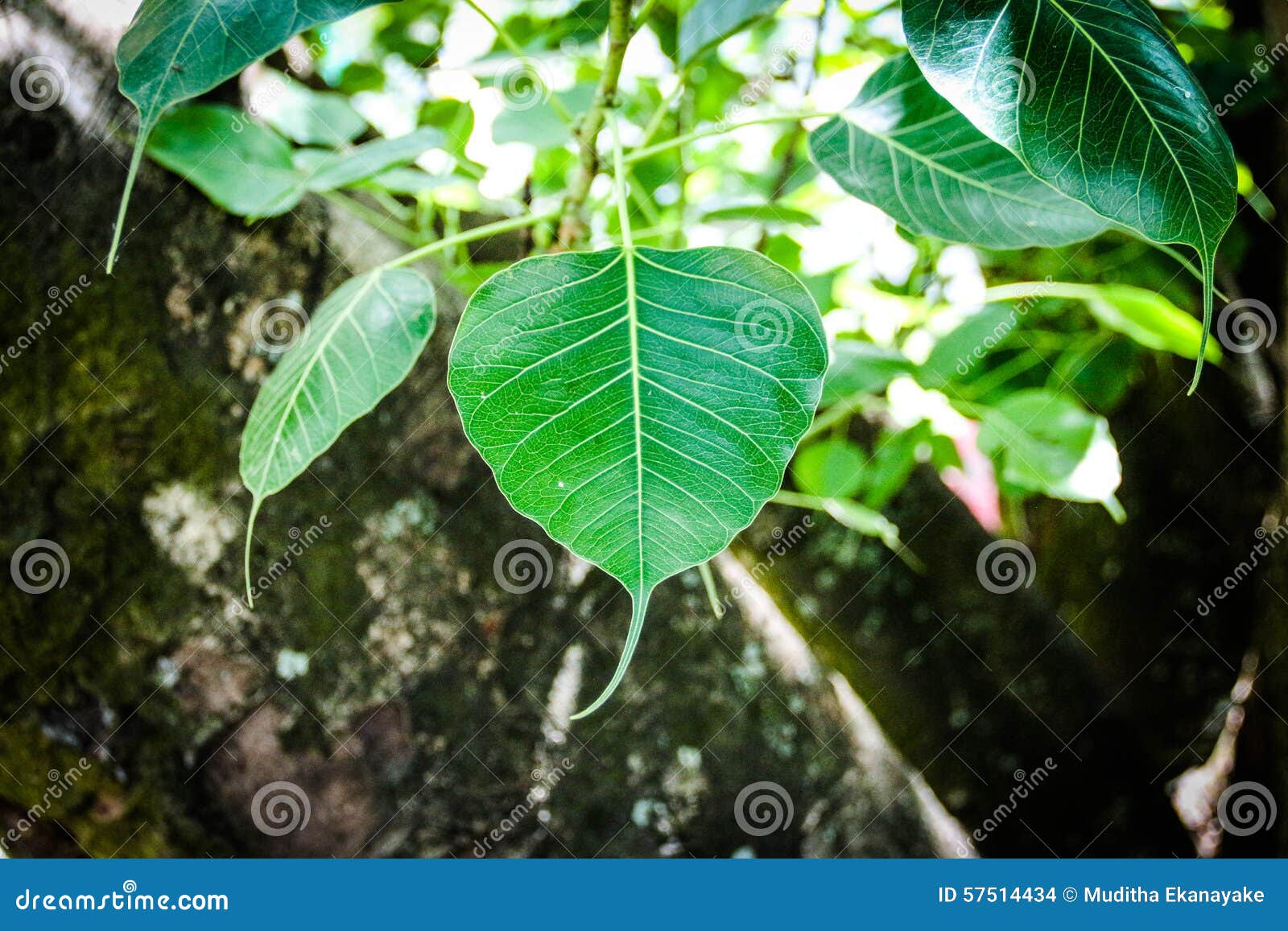 Bo leaf stock photo. Image of temple, leaf, green, bodhi - 57514434