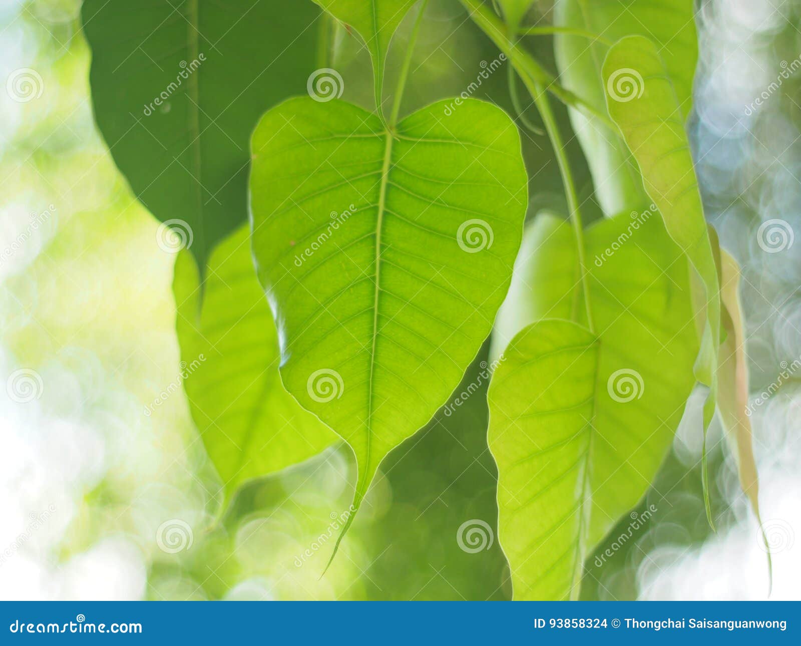 Bo leaf stock photo. Image of texture, buddhism, religiosa - 93858324