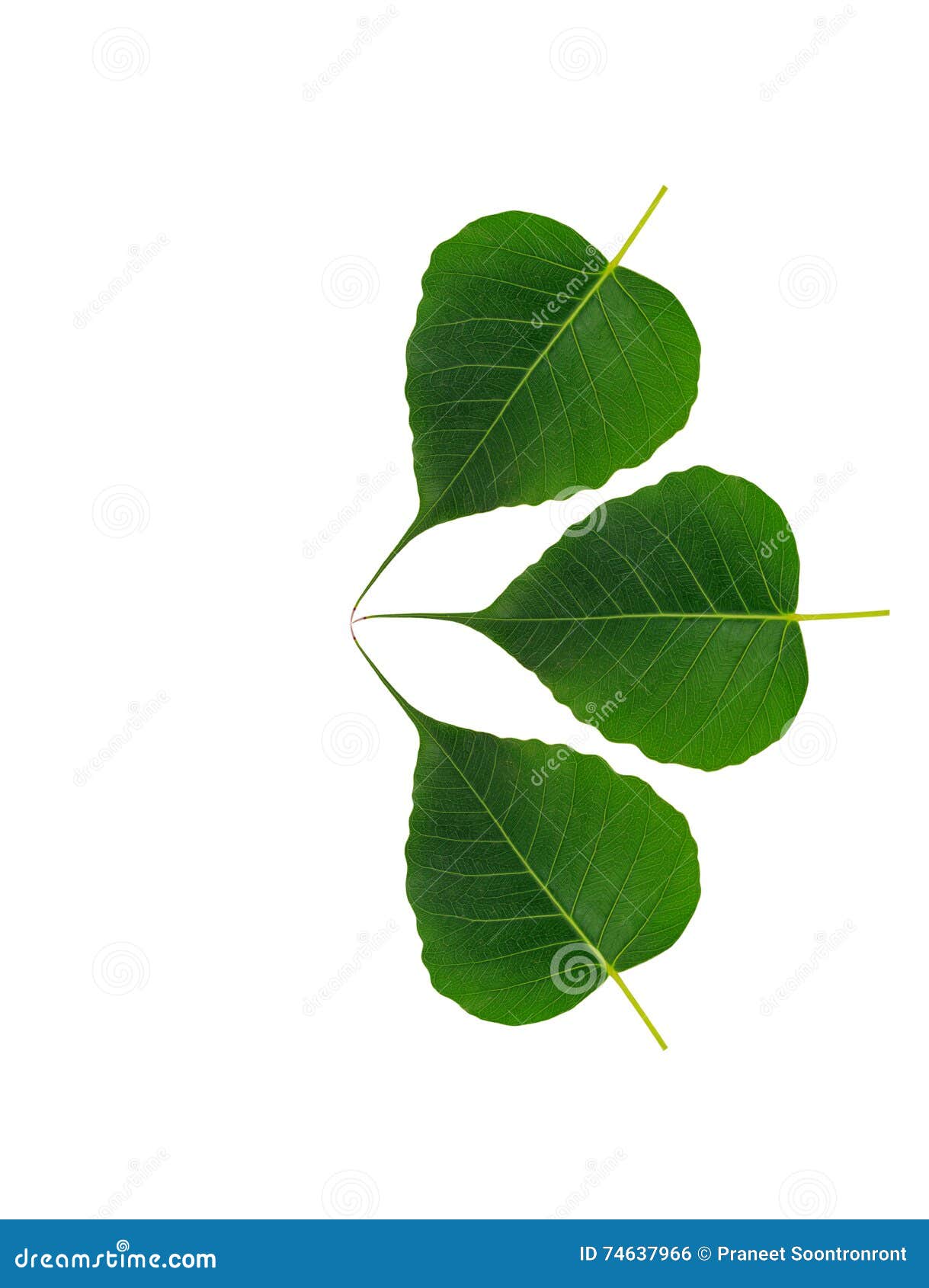 Bo Leaf on White Background Stock Photo - Image of buddhism, branch ...