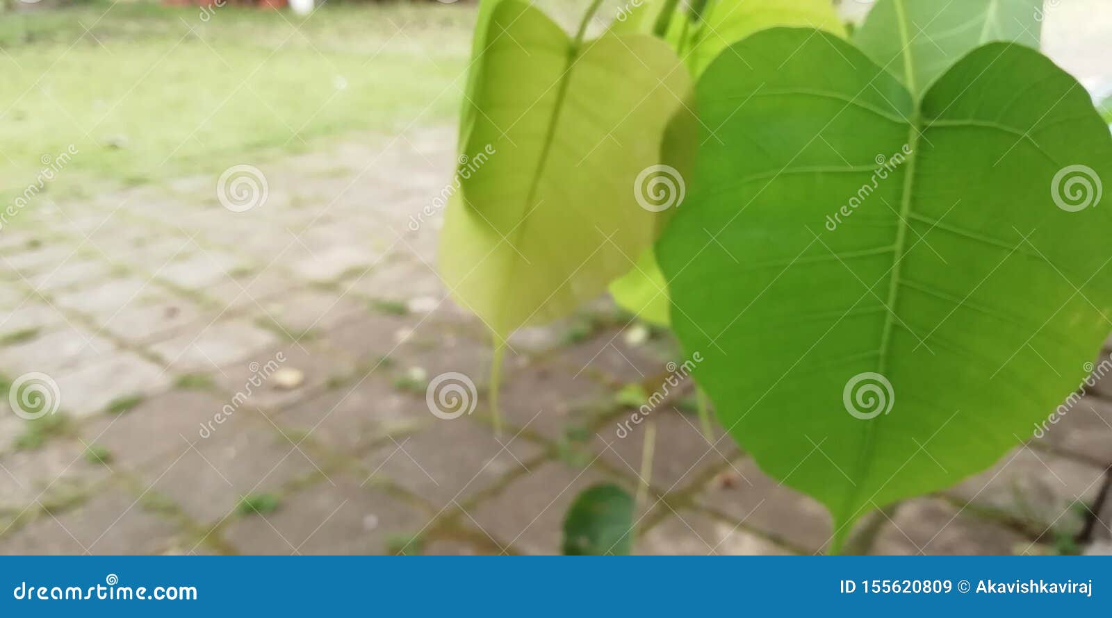 Bo Leaves in Ancient Temple Stock Image - Image of temple, leaf: 155620809