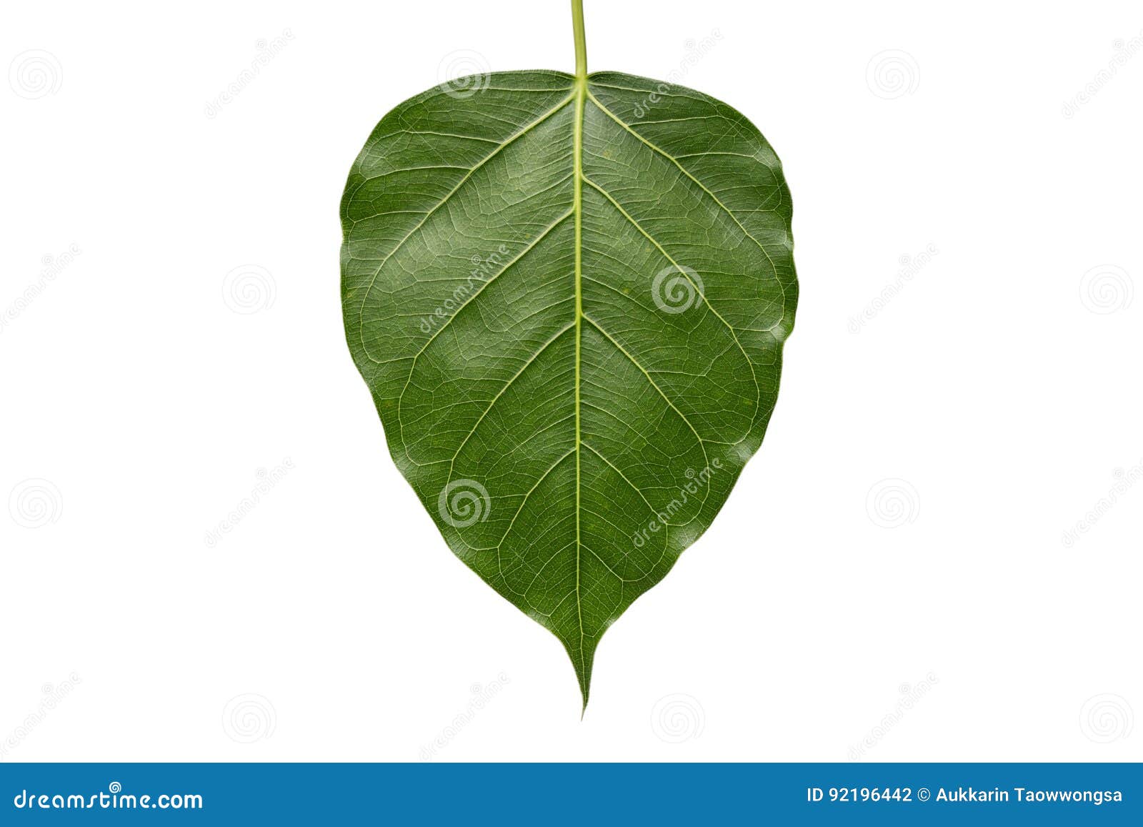 Bo leaves stock photo. Image of green, natural, design - 92196442