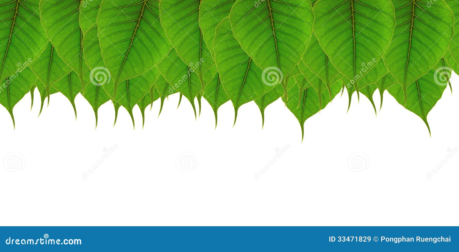 Bo leaves stock image. Image of botanic, ideas, religion - 33471829