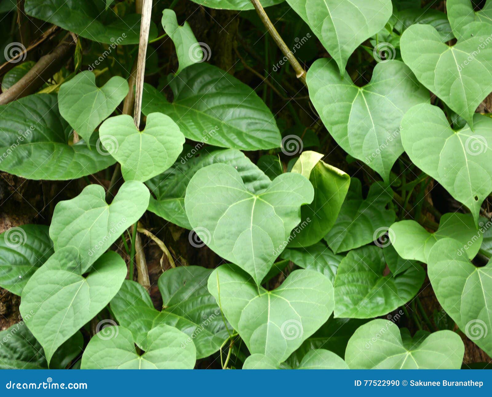 Bo leaves stock photo. Image of foliage, growth, plant - 77522990