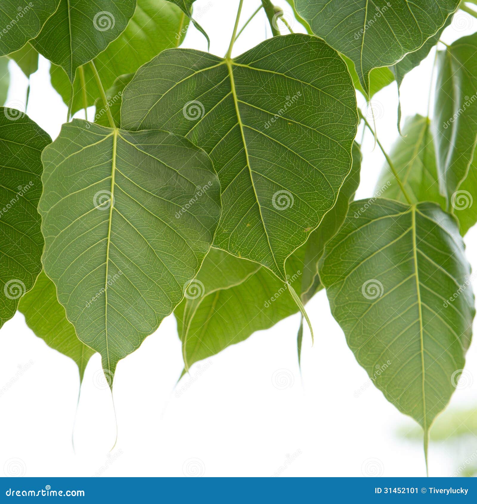 Bo leaves. stock image. Image of botanical, still, isolation - 31452101