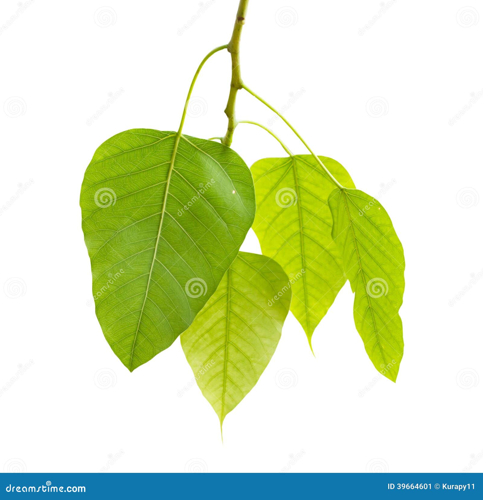 Bo leaves stock image. Image of organic, transparent - 39664601