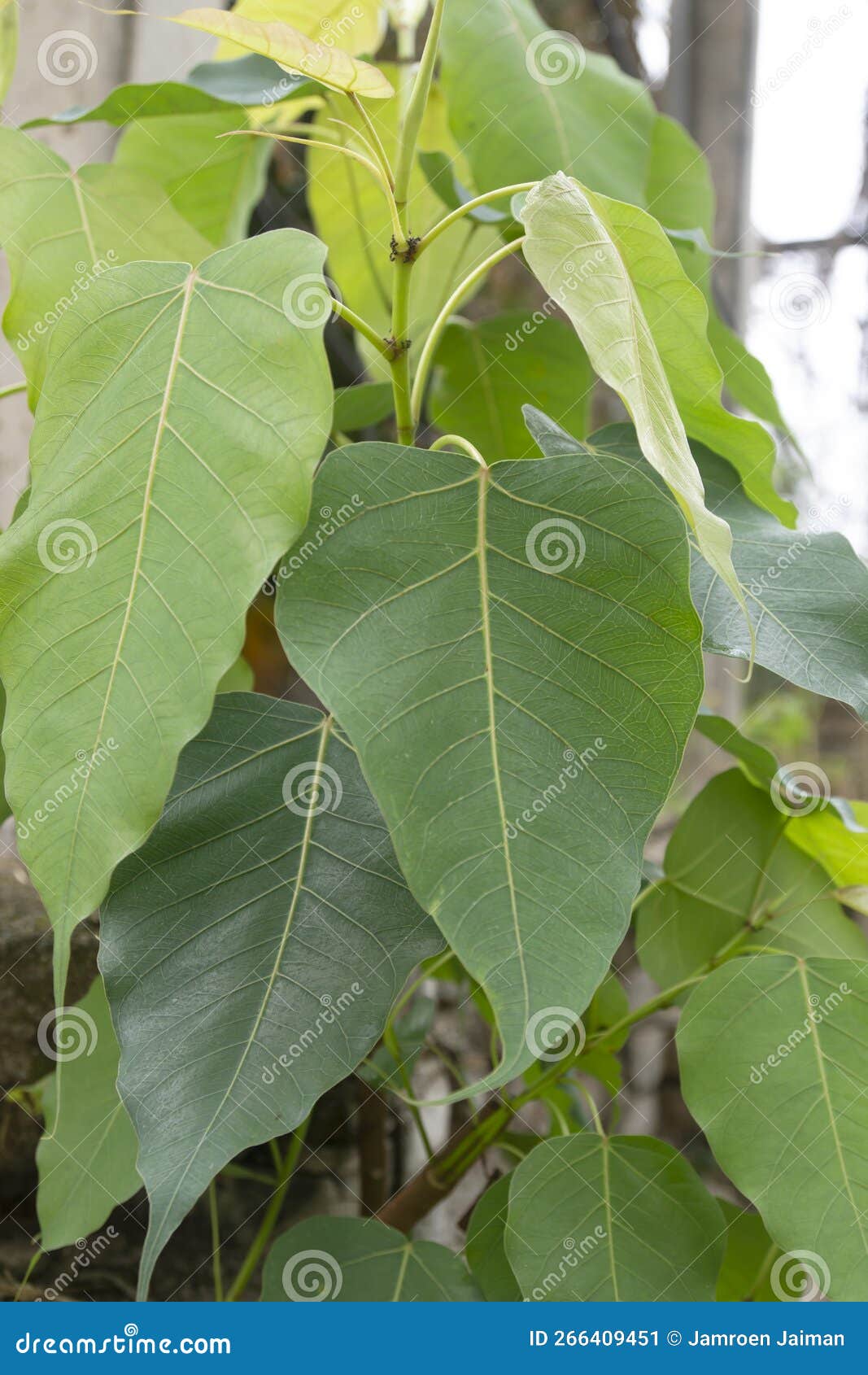 Bo Tree , Bothi Tree ,pipal Tree Leaves Background Stock Image - Image ...