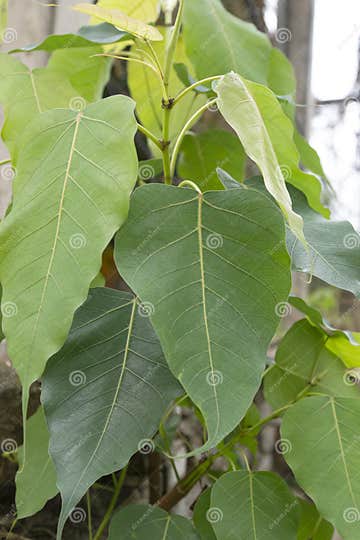 Bo Tree , Bothi Tree ,pipal Tree Leaves Background Stock Image - Image ...