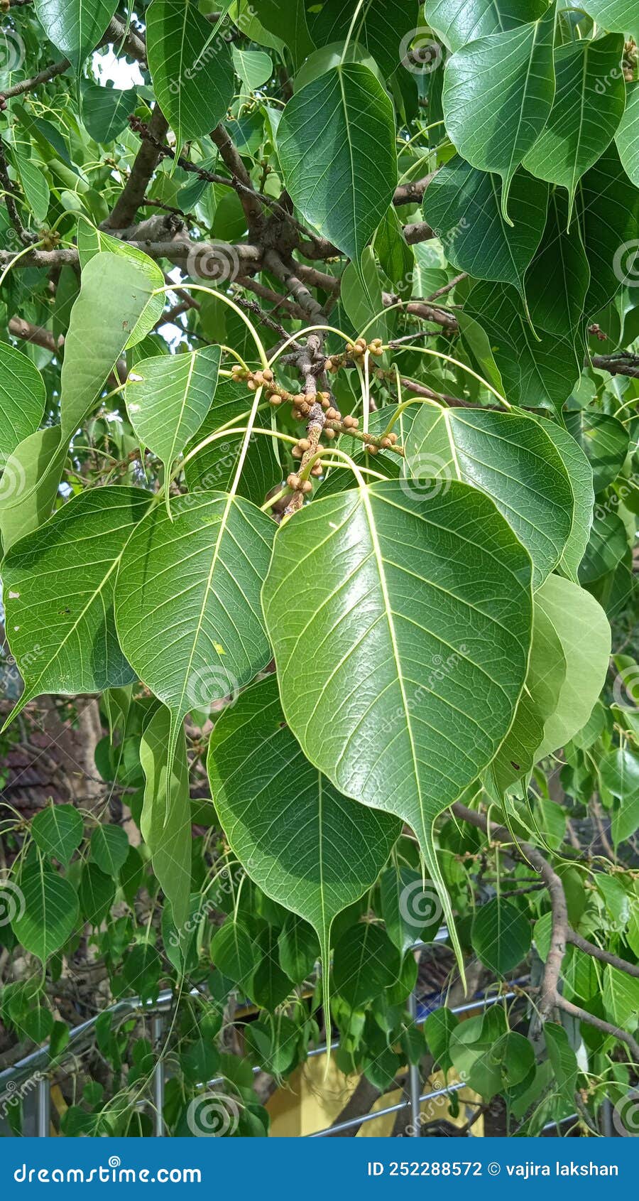 The bo tree leaf ðŸŒ¿ðŸŒ¿ stock photo. Image of tropical - 252288572