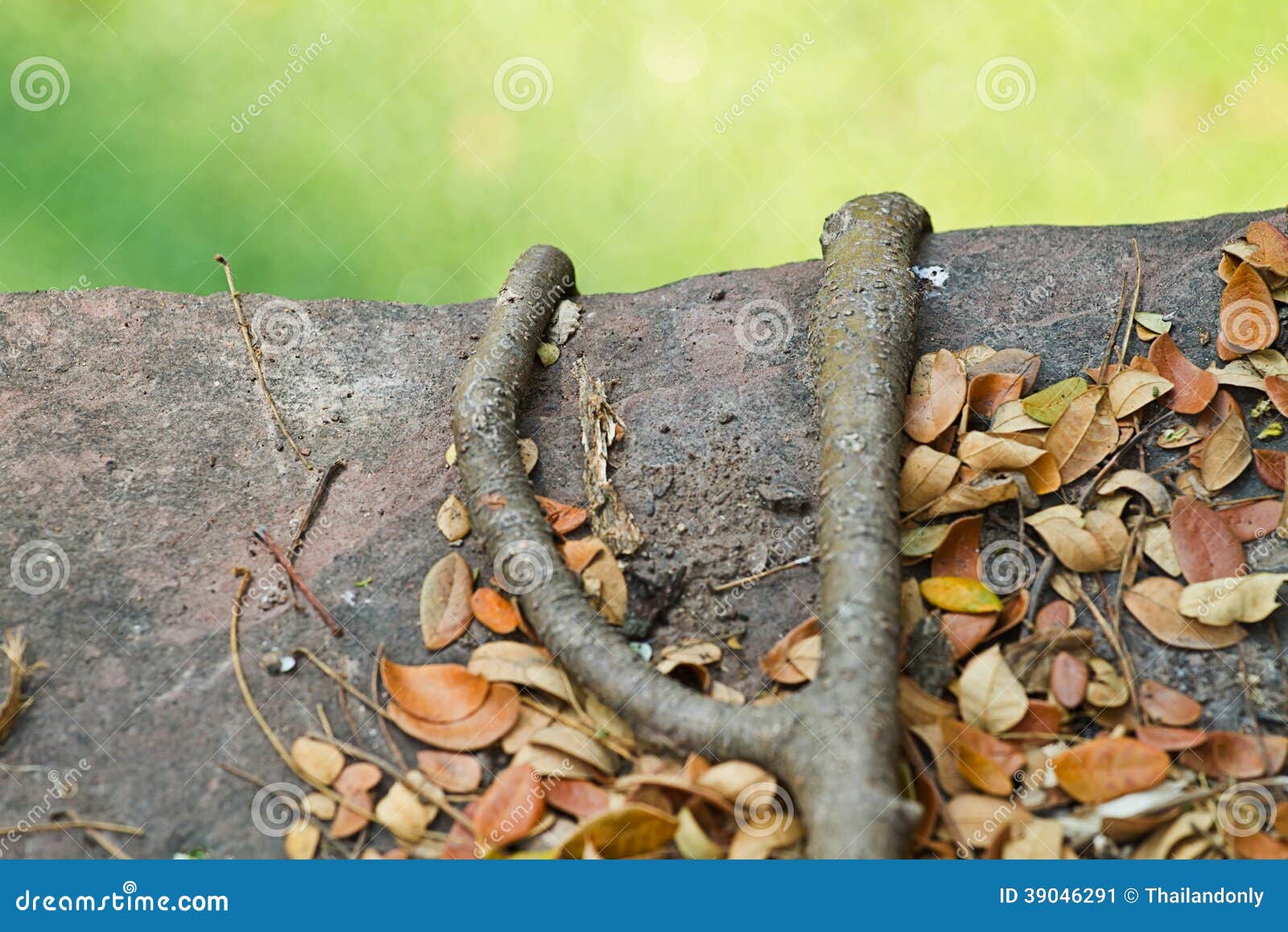 Bo Tree root stock image. Image of stem, grunge, tree - 39046291