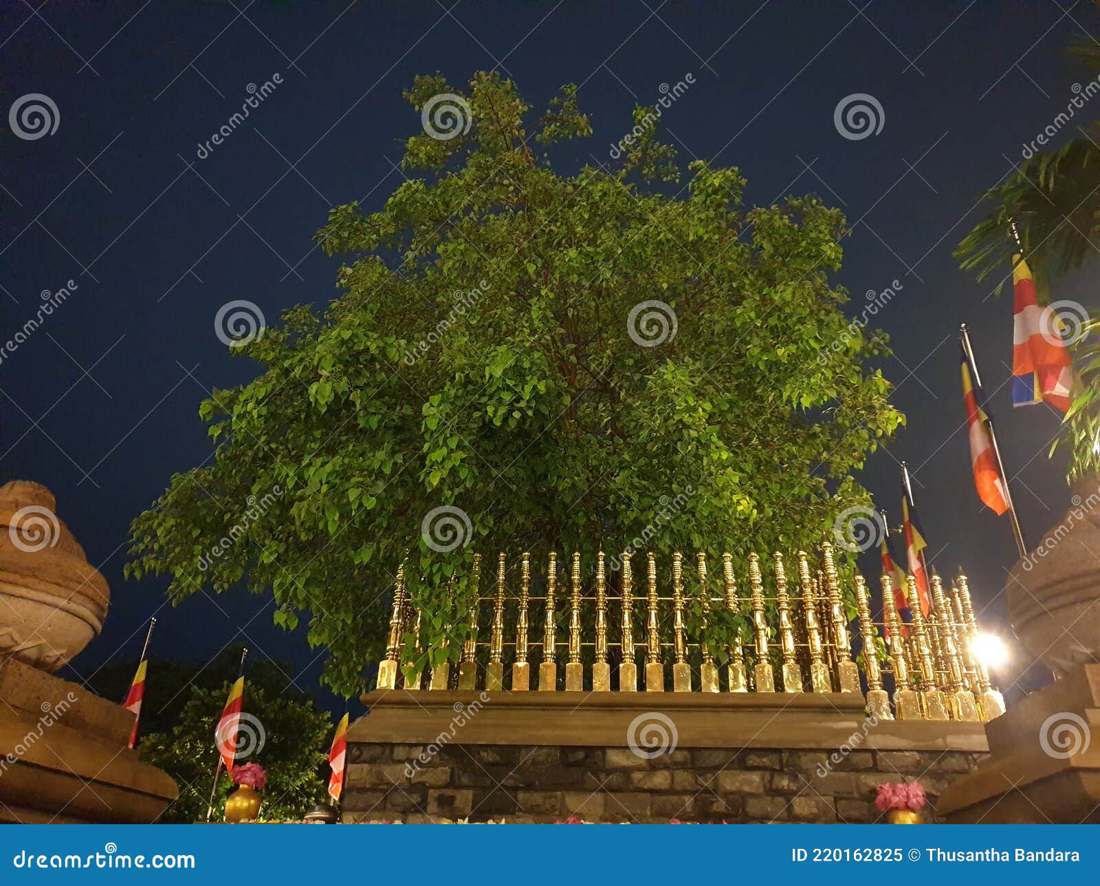 Bo tree in sri lanka stock image. Image of weta, tree - 220162825
