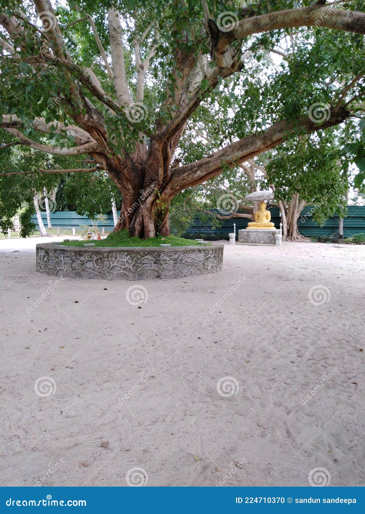 Bo tree in sri lanka stock photo. Image of religious - 224710370